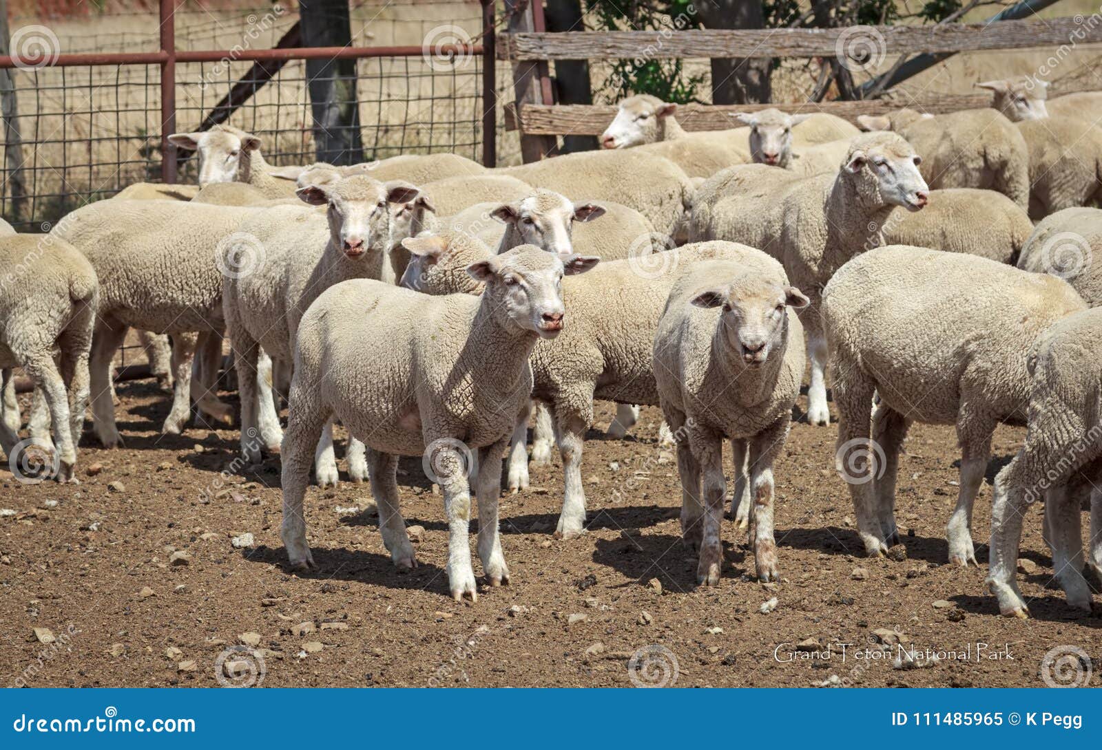 Sheep Ranch - New Zealand stock image. Image of mammal - 111485965