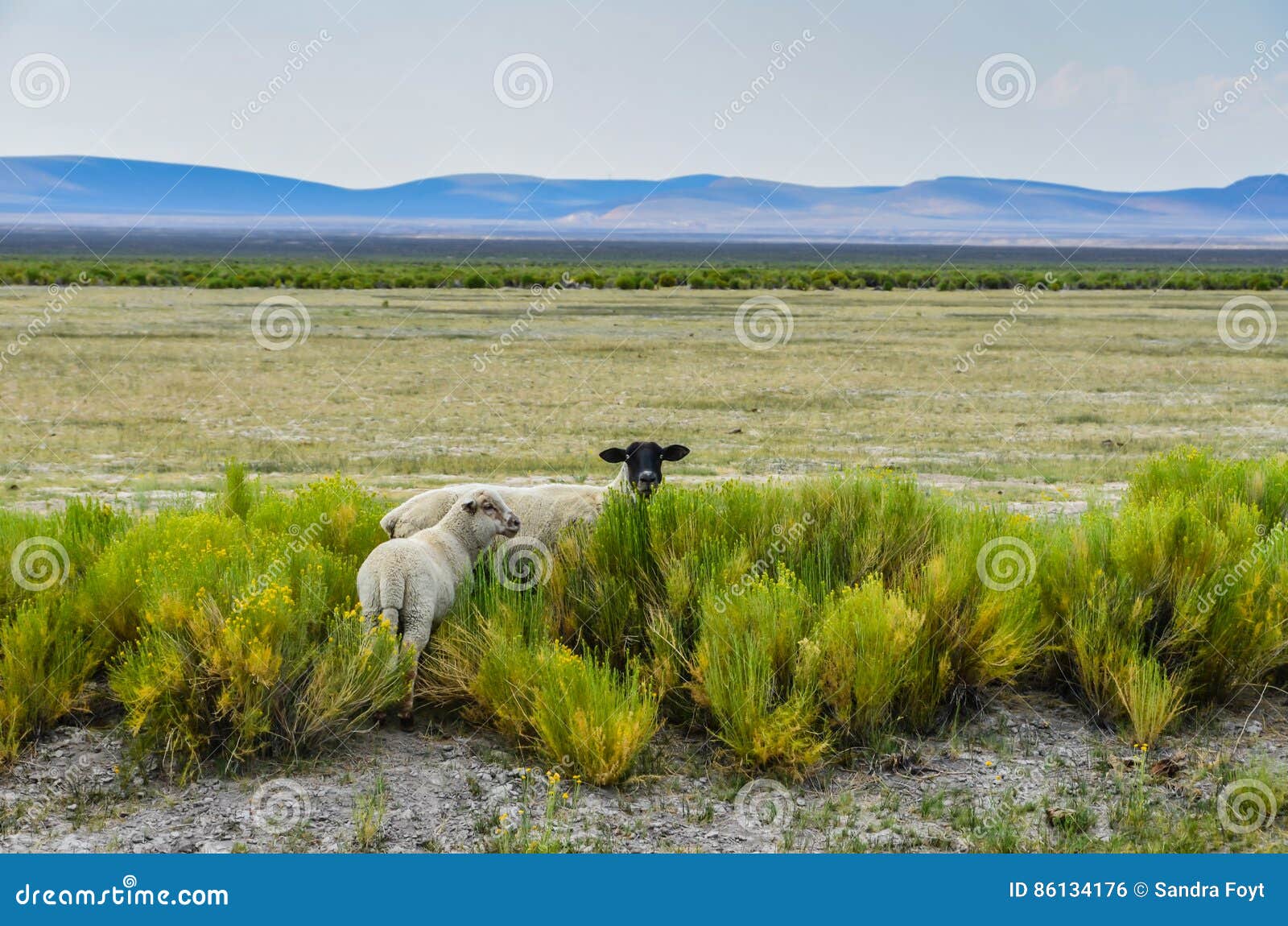 Sheep on the Range stock photo. Image of north, cloth - 86134176