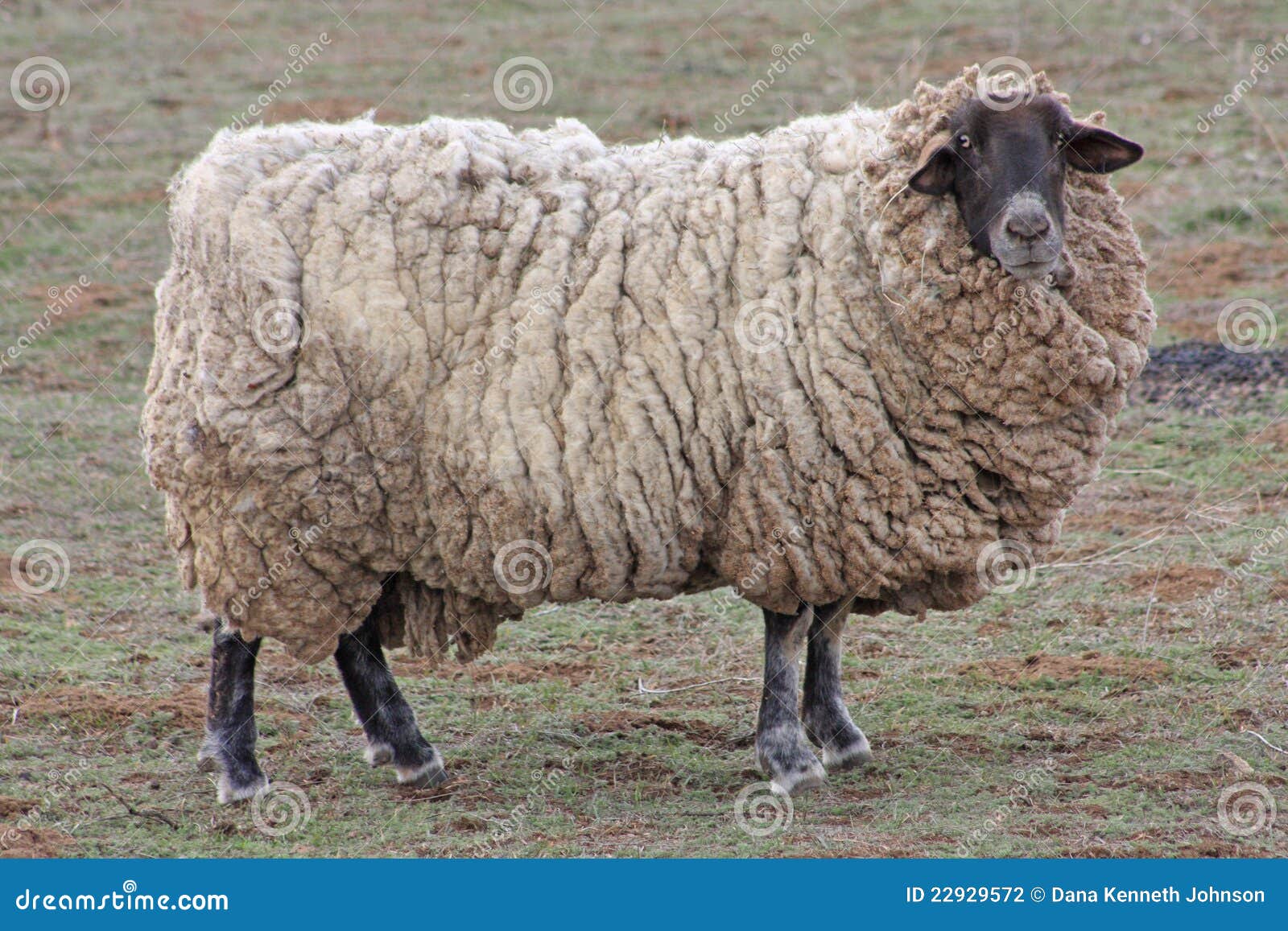 Sheep Ready for Shearing stock photo. Image of sheep - 22929572