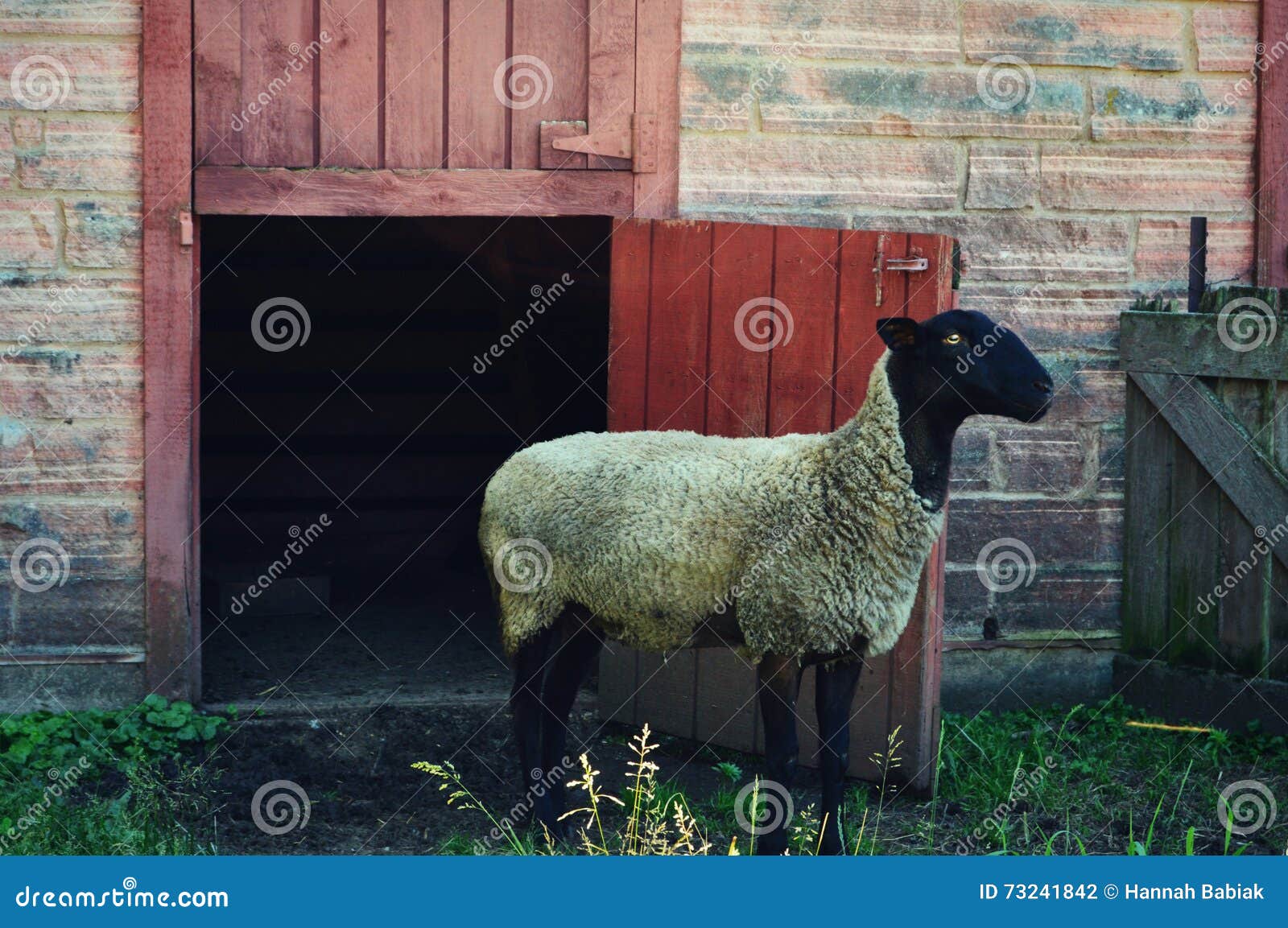 Sheep, Red Barn stock photo. Image of face, farm, door - 73241842