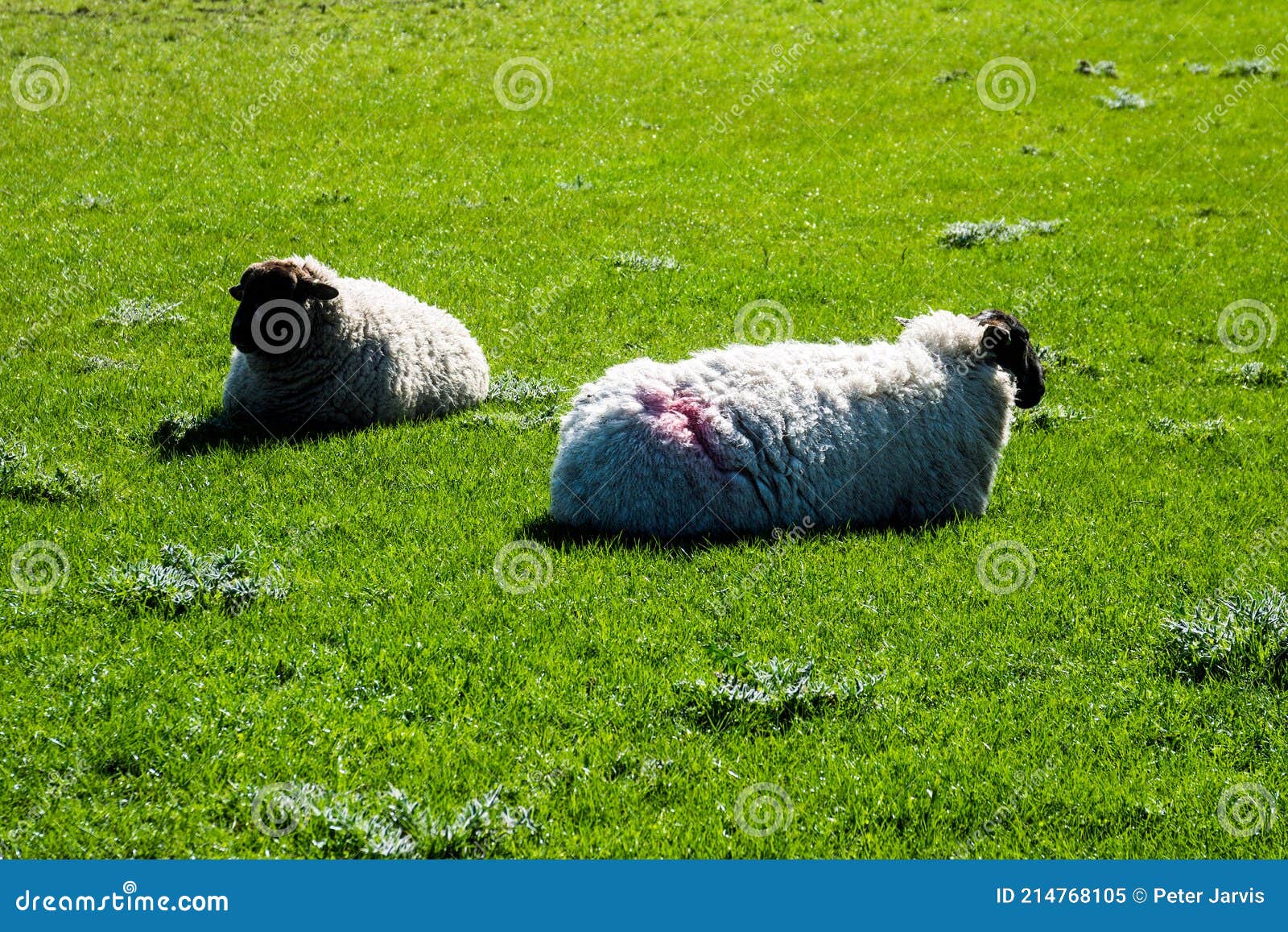 Sheep Relax in Early Spring Stock Image - Image of time, spring: 214768105