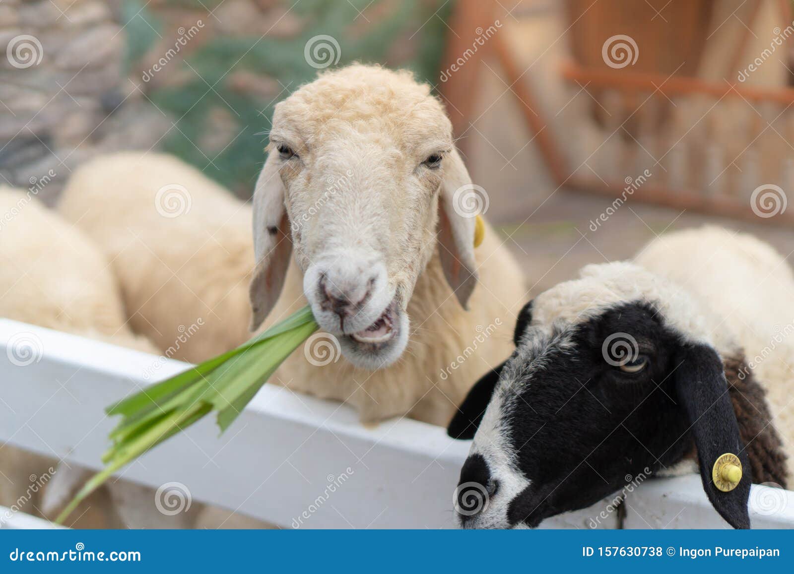 Sheep Relaxing and Chewing the Grass Stock Photo - Image of lamb, farm ...