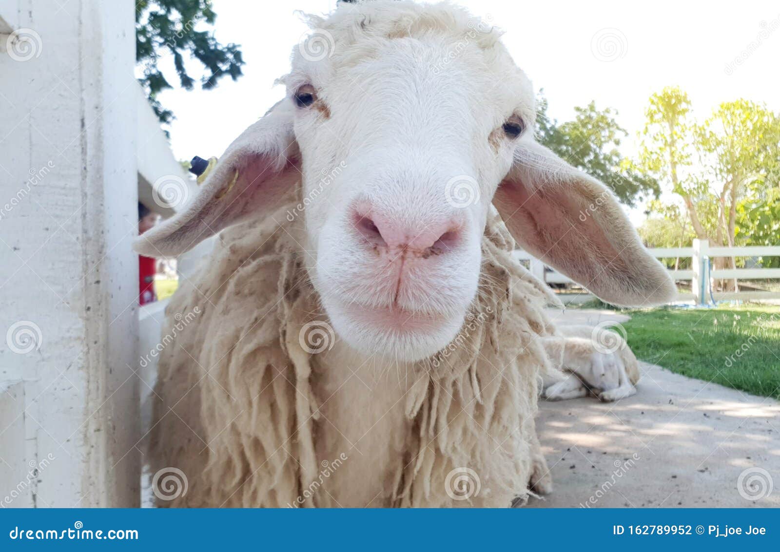 Sheep Relaxing,Sheep Close Up Behind the Fence in Outside Stock Photo ...