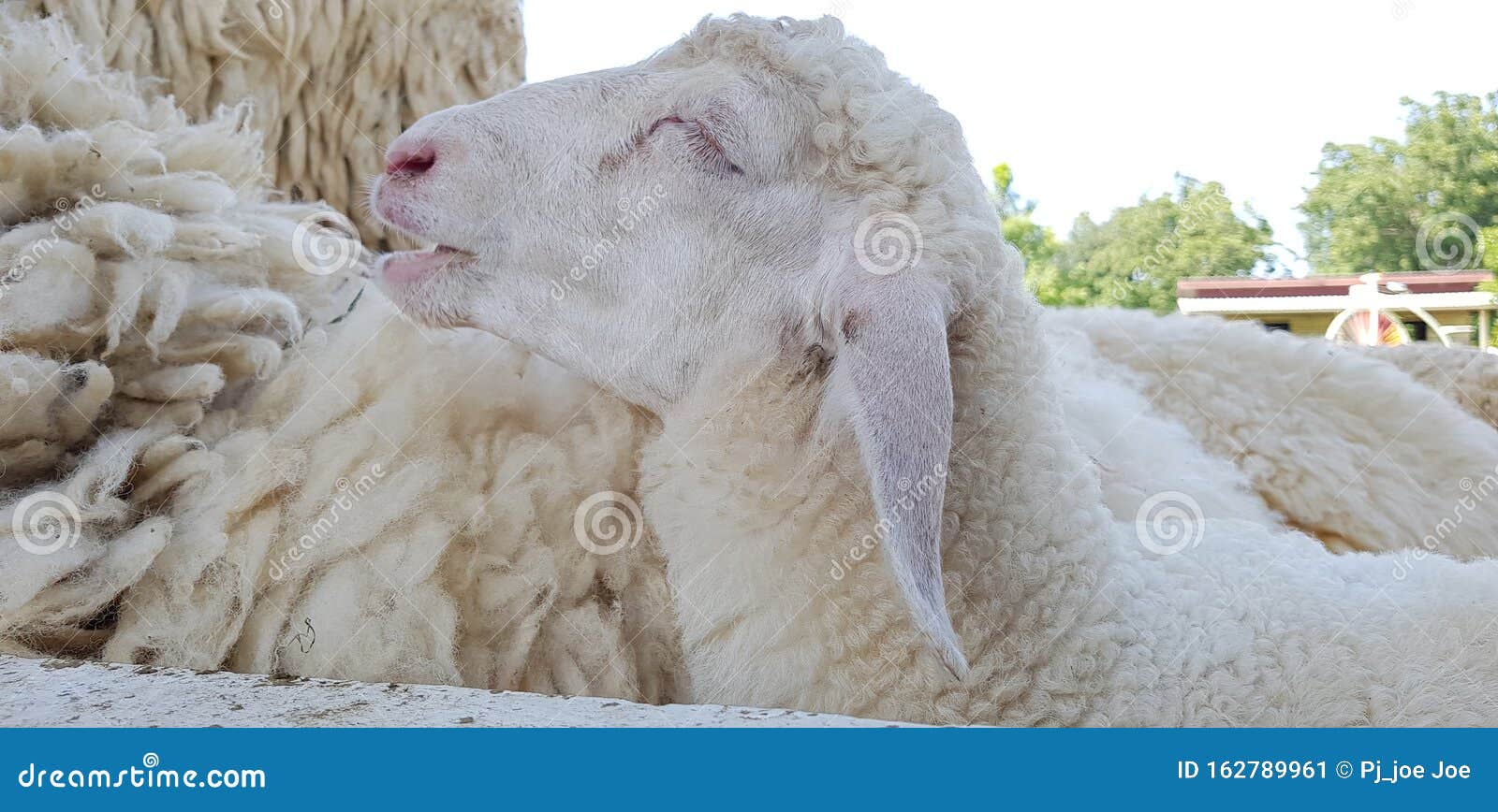 Sheep Relaxing,Sheep Close Up Behind the Fence in Outside Stock Image ...