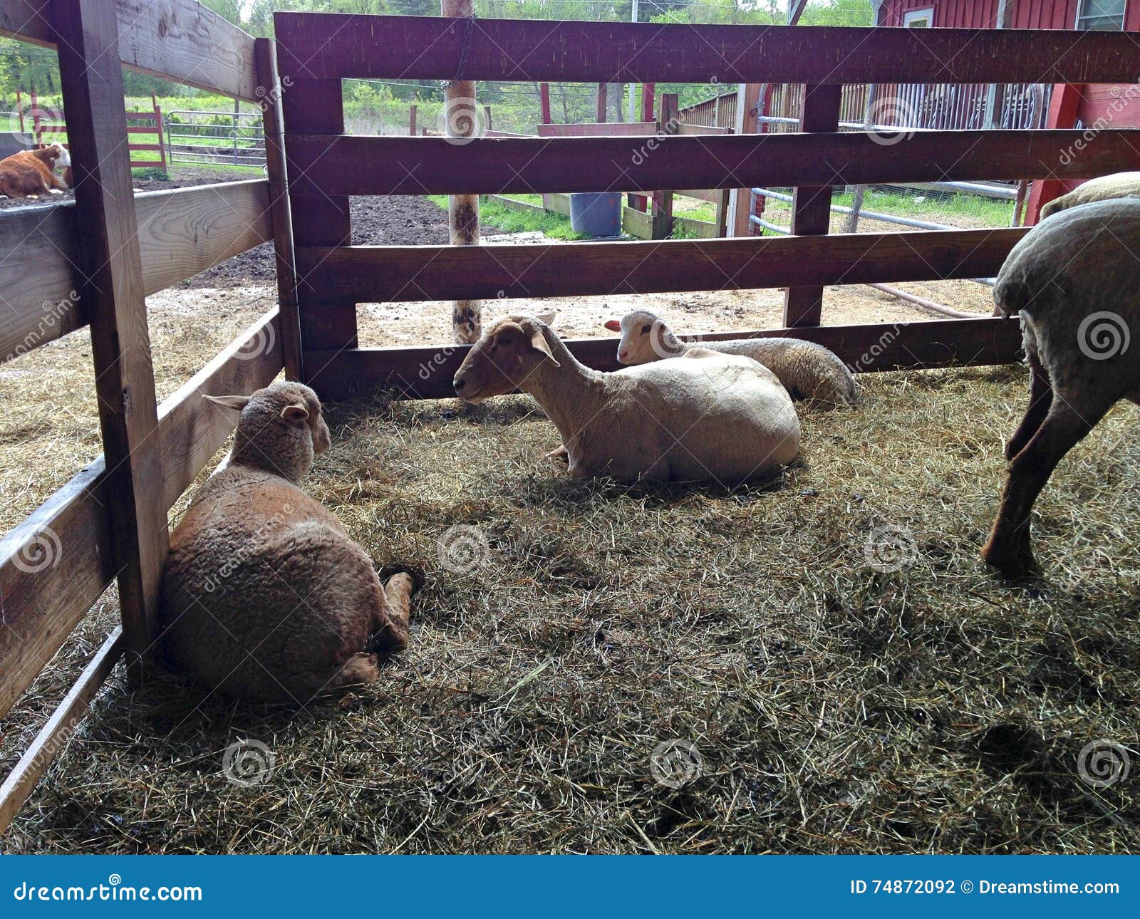 Sheep relaxing at a farm stock photo. Image of sleep - 74872092