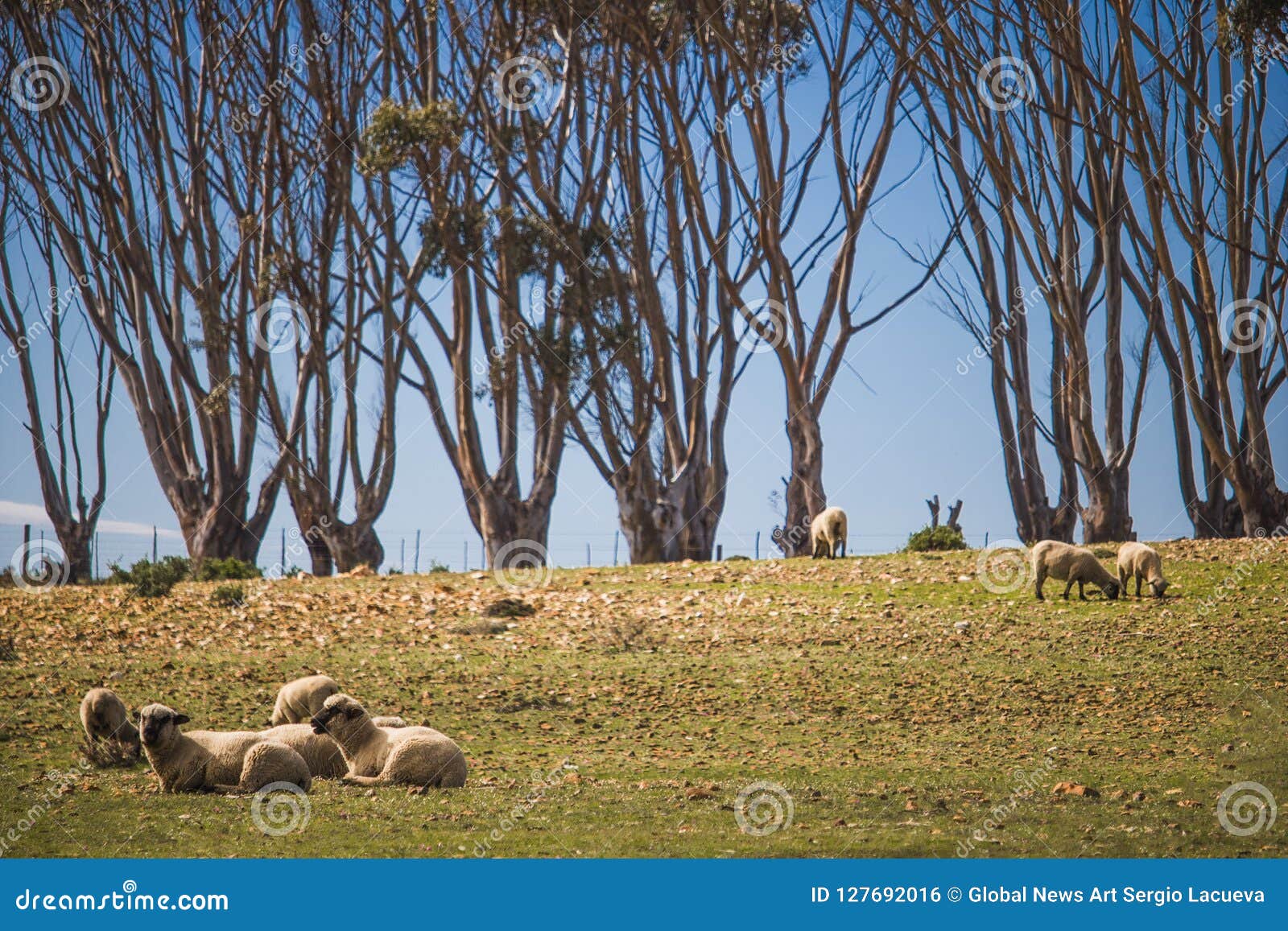 Sheep Relaxing in a Field with a Row of Trees in the Background ...