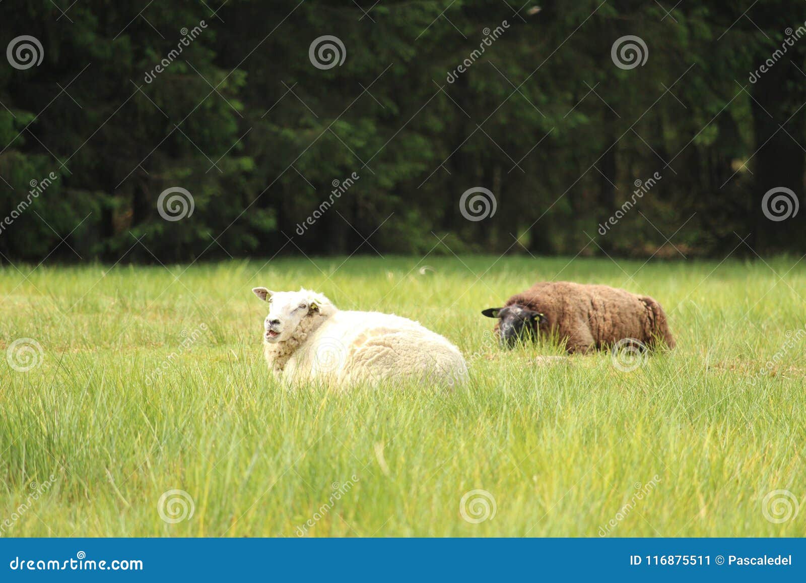 Sheep Relaxing in the Grass Stock Image - Image of enjoying, mammal ...