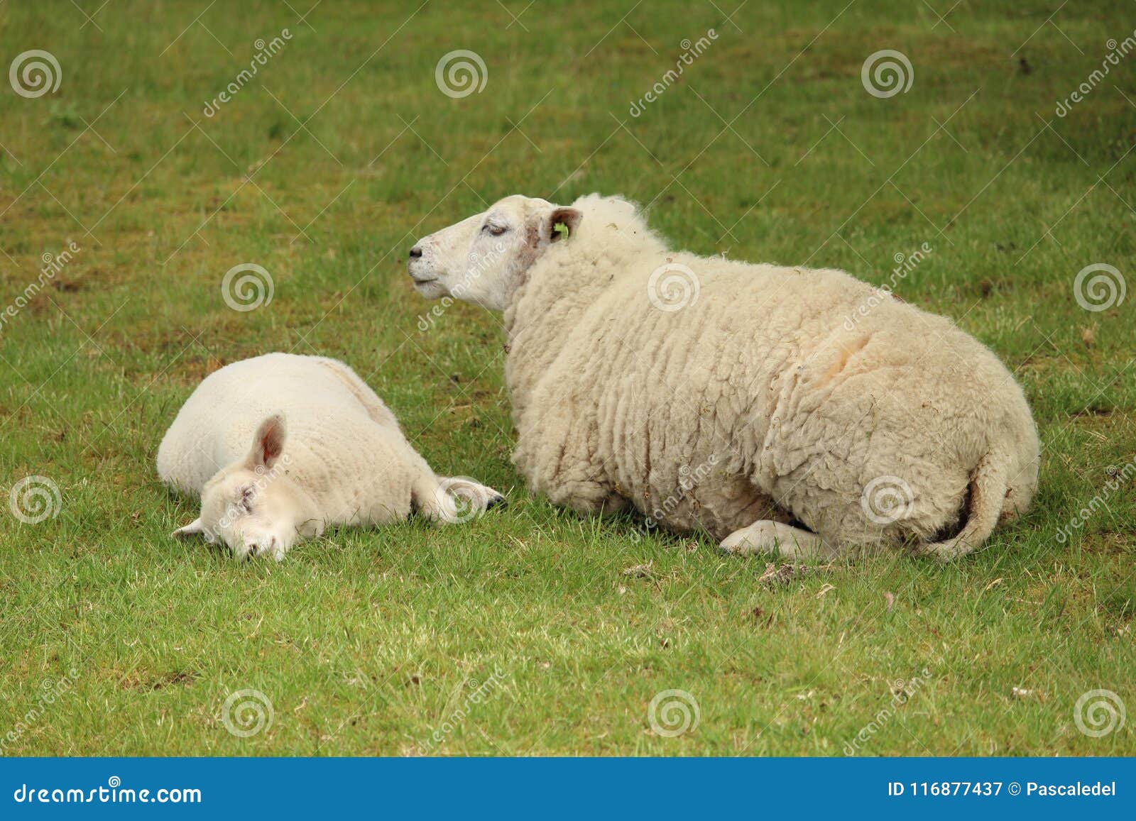 Sheep Relaxing in the Grass Stock Image - Image of slope, grazing ...