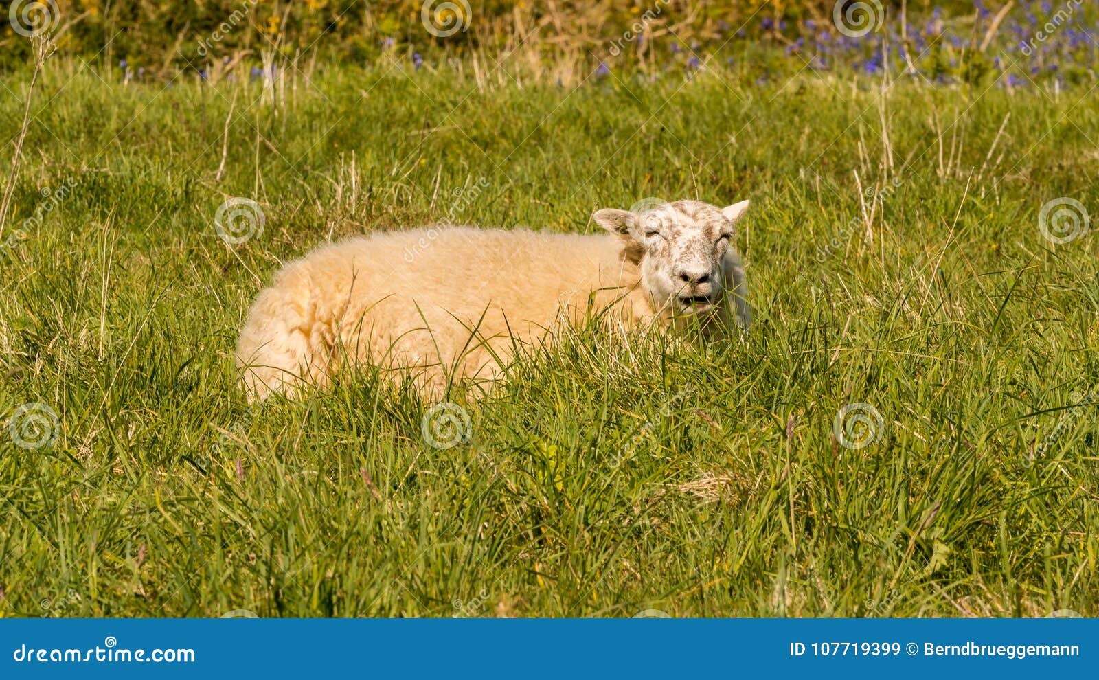 Sheep relaxing stock image. Image of animals, britain - 107719399