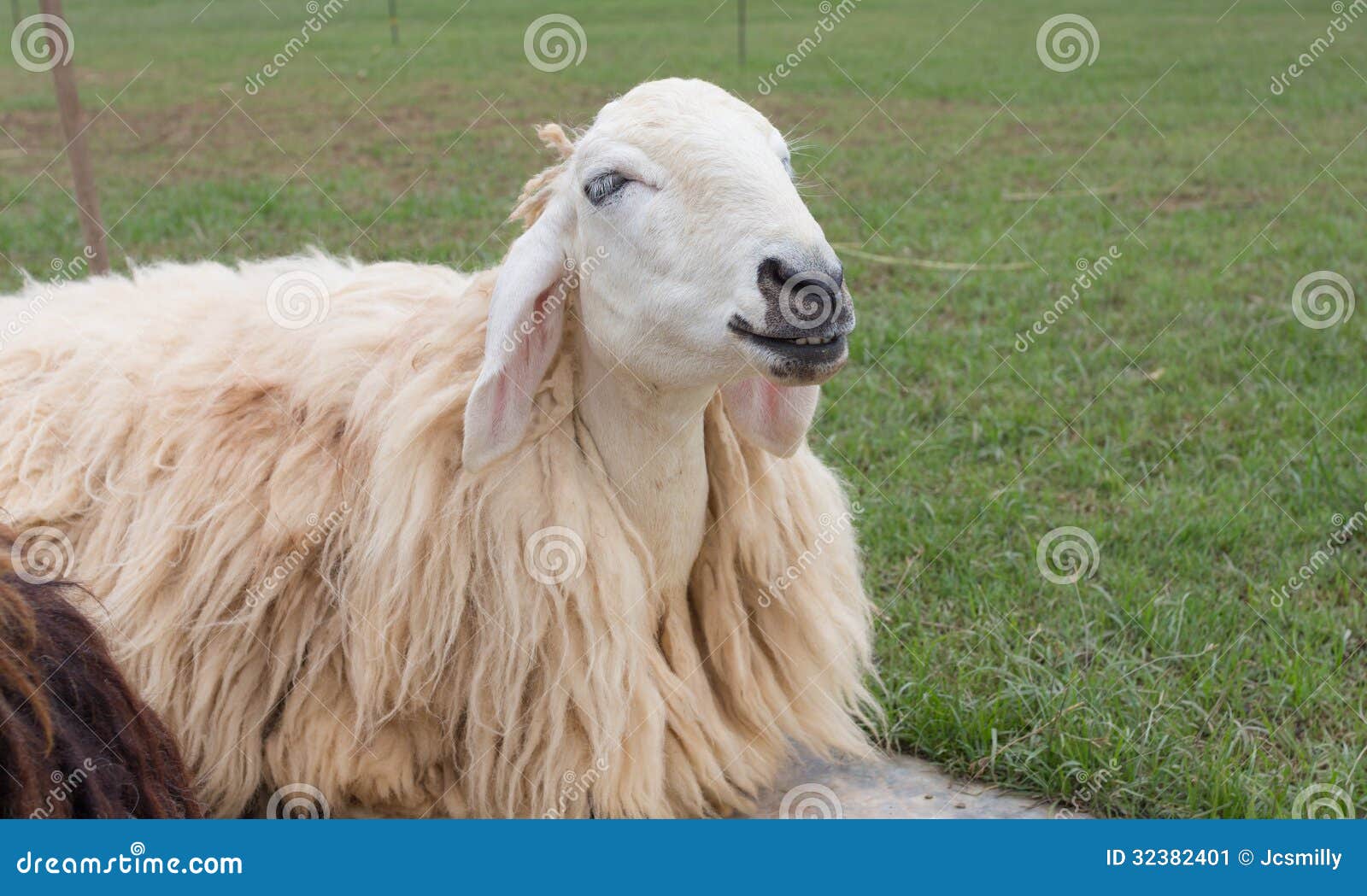 Sheep Relaxing in Nature Farm Stock Image - Image of animal ...