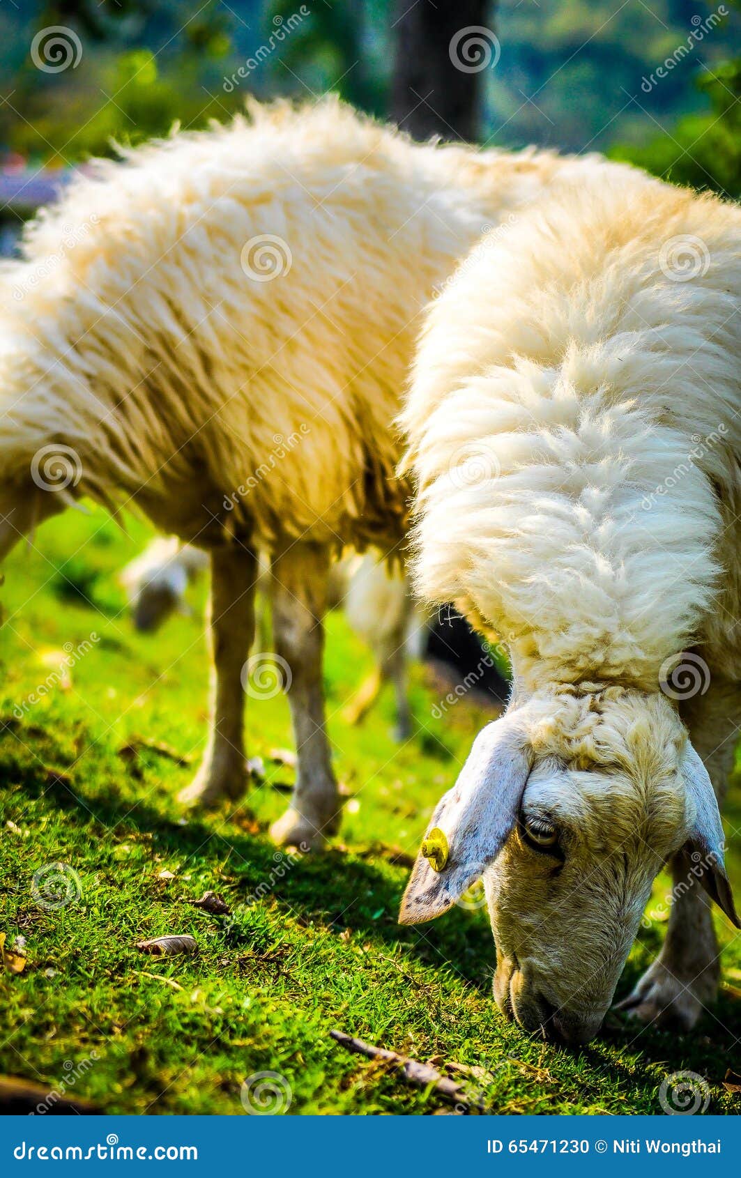 Sheep rest stock photo. Image of fauna, beautiful, flying - 65471230