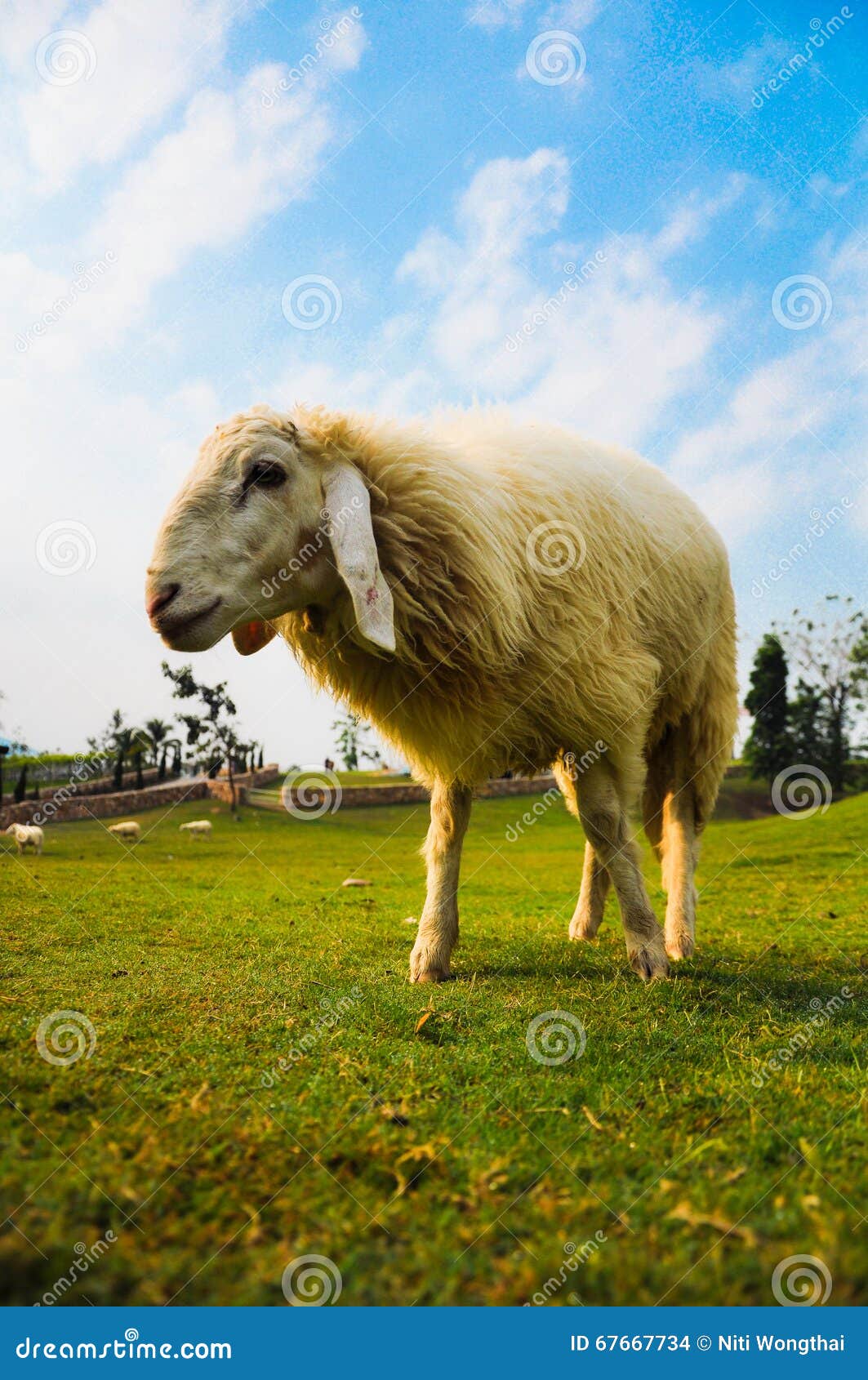 Sheep rest stock photo. Image of animal, friendly, young - 67667734