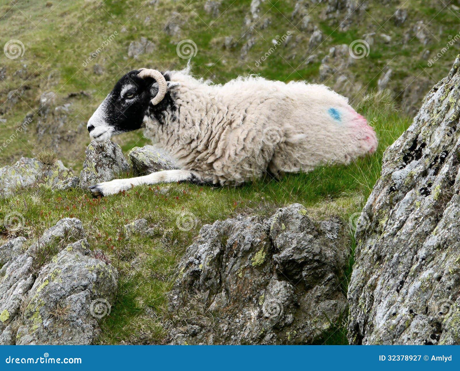 Sheep at rest on hill stock image. Image of healthy, country - 32378927
