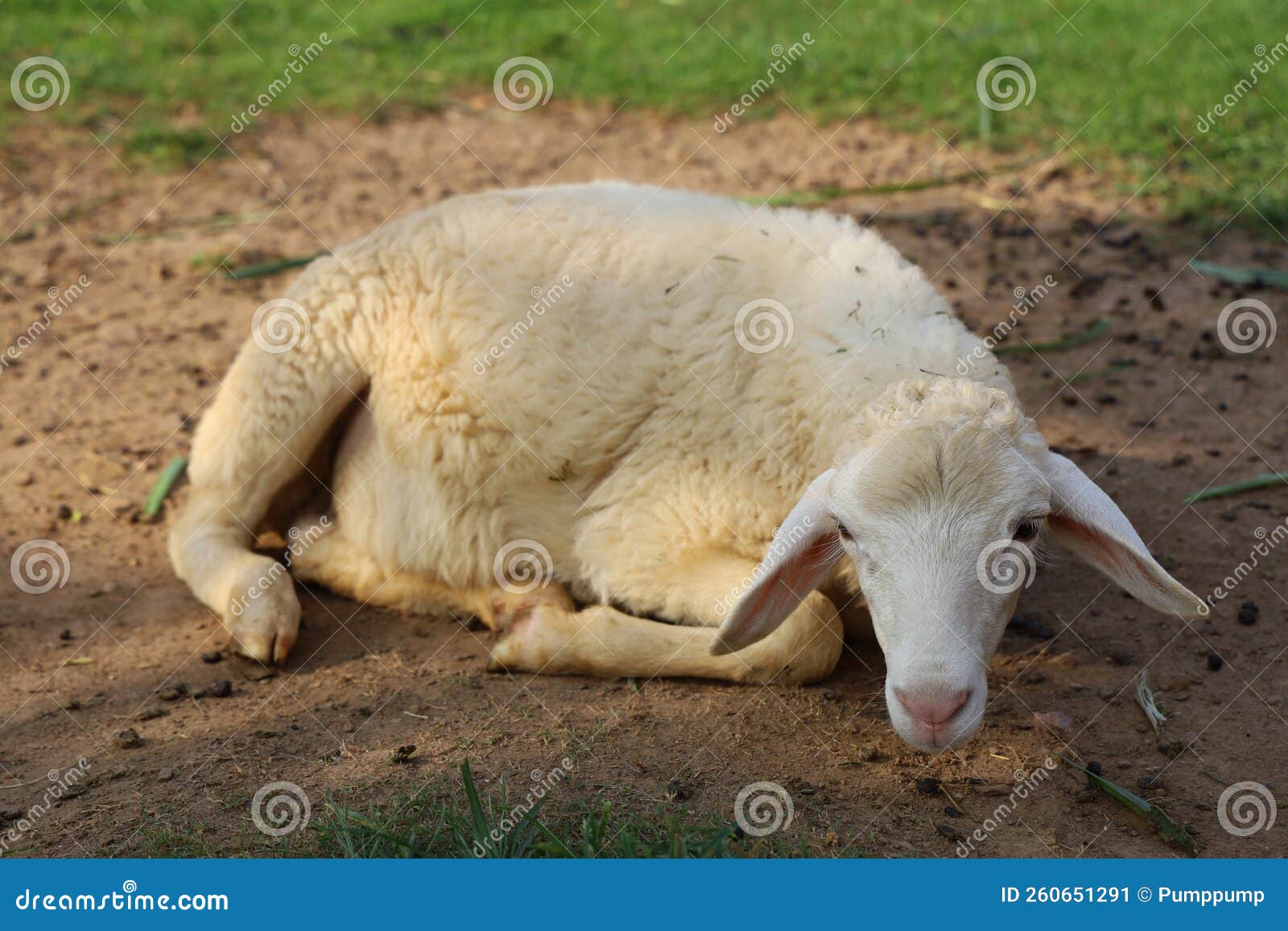 Sheep Rest on Land in Garden at Thailand Stock Image - Image of ...