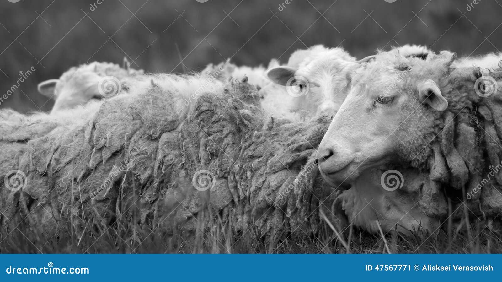 Sheep rest. stock image. Image of animals, group, nature - 47567771
