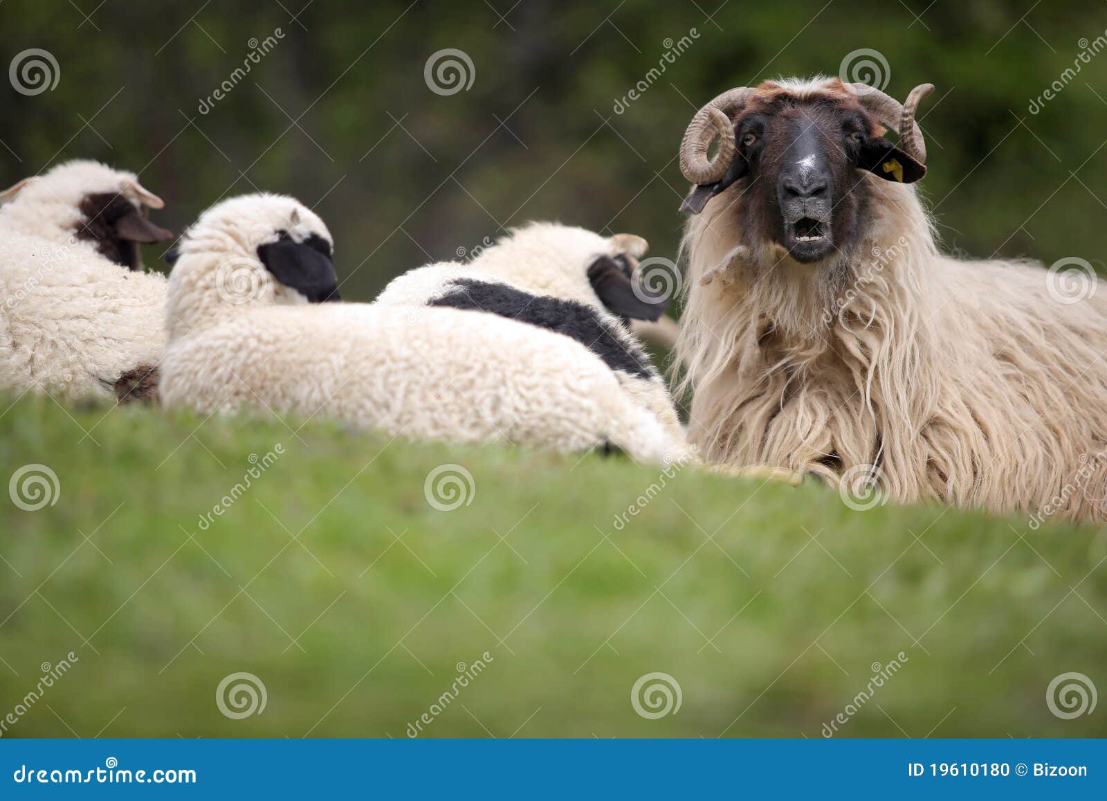 Sheep resting stock photo. Image of pastoral, looking - 19610180