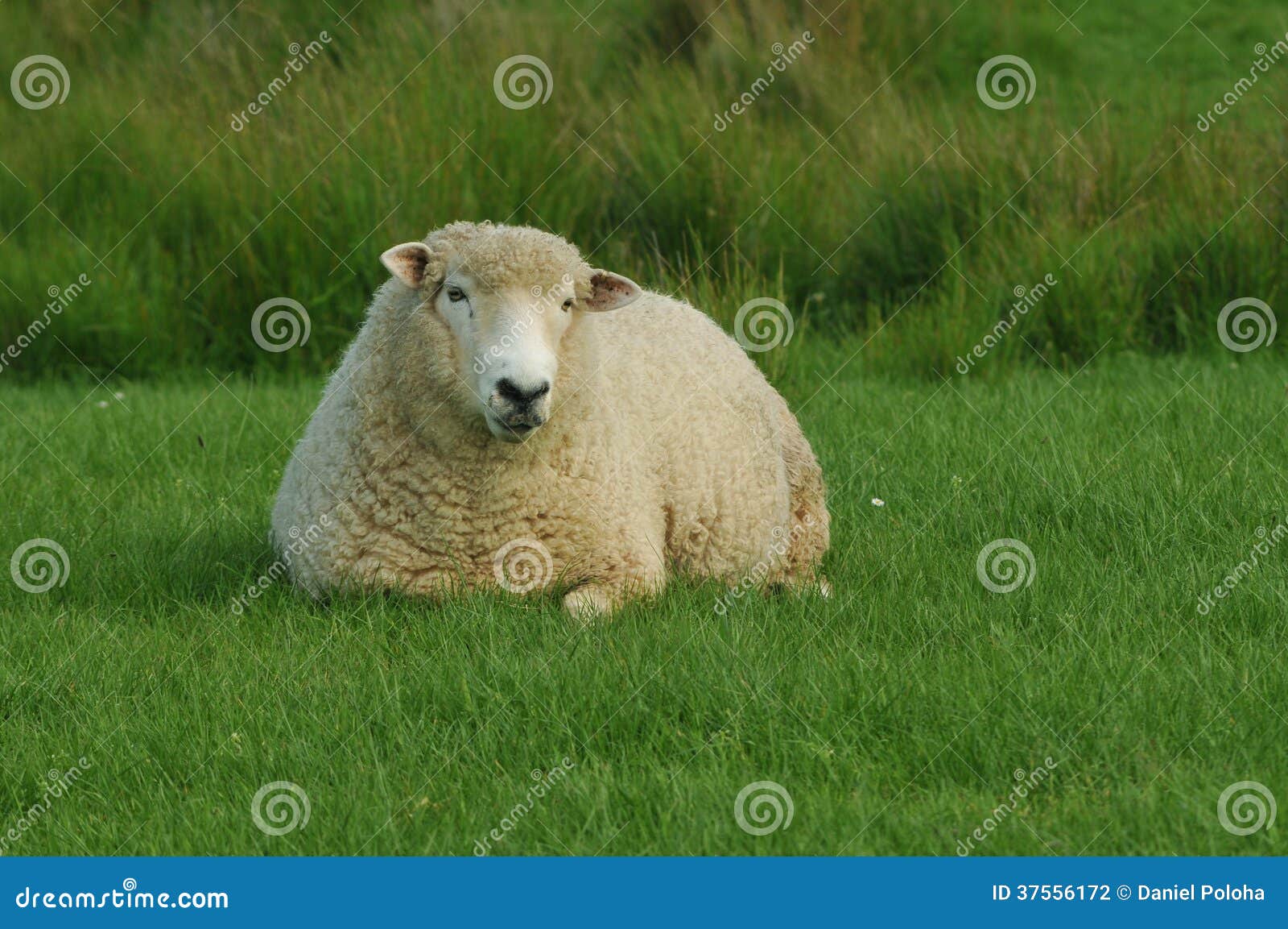 Sheep resting stock photo. Image of mammal, wool, grass - 37556172