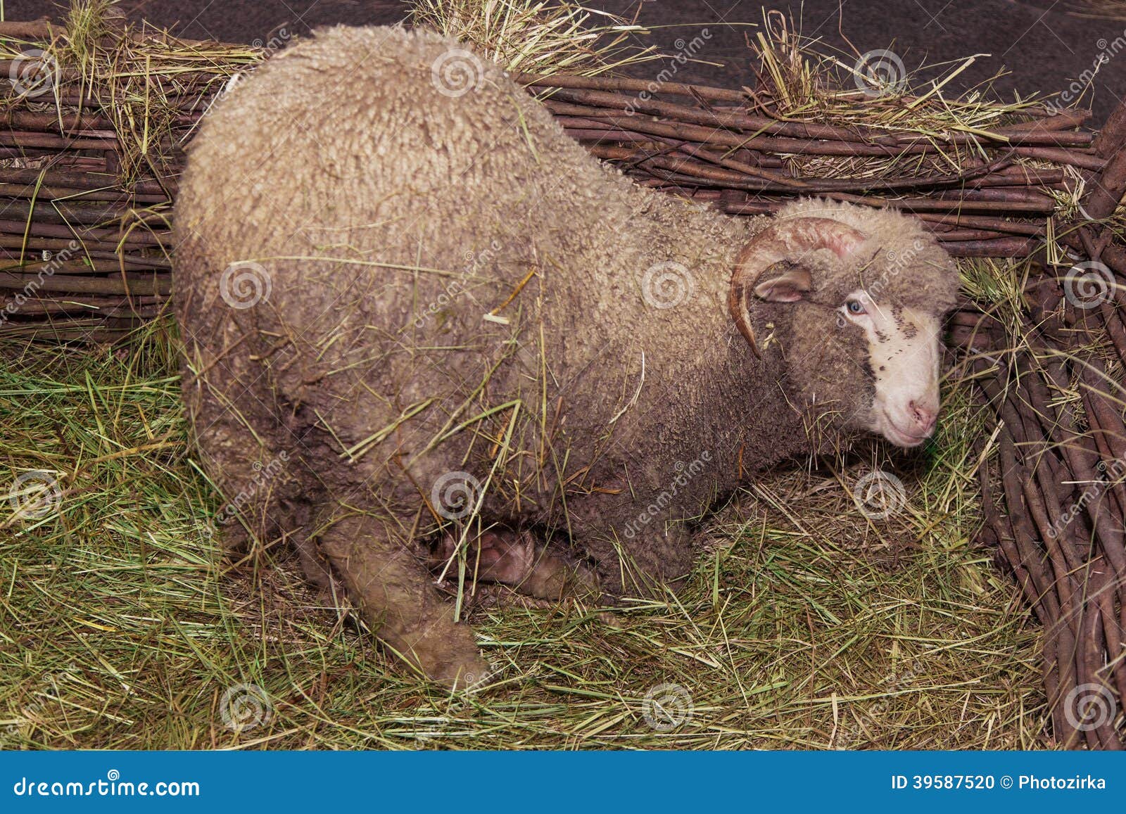 Sheep stock photo. Image of portrait, quiet, food, beast - 39587520