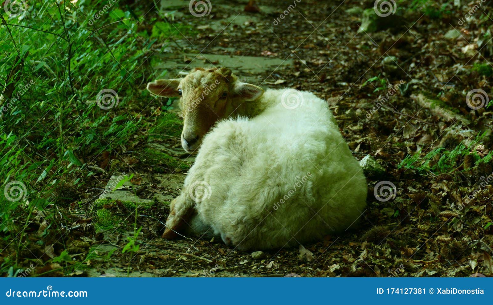 Sheep Resting on a Forest Trail Stock Image - Image of nature, field ...