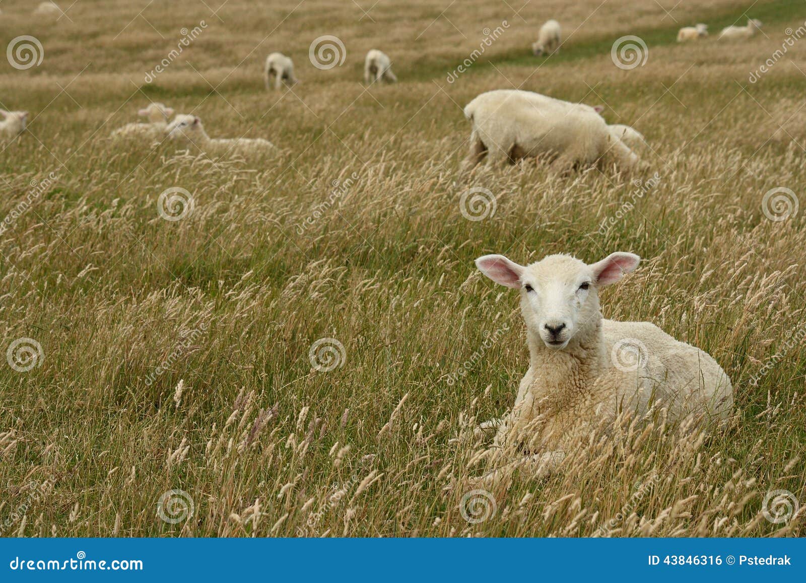 Sheep Resting in Grassy Meadow Stock Photo - Image of rest, domestic ...