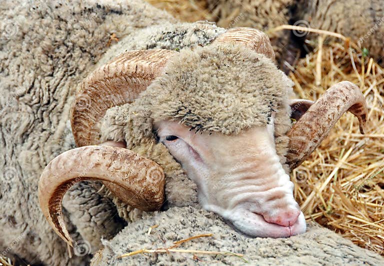 Sheep stock image. Image of animal, country, merino, mammal - 83100389