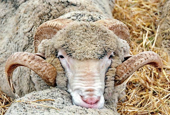 Sheep stock photo. Image of head, bangs, field, grass - 80035606