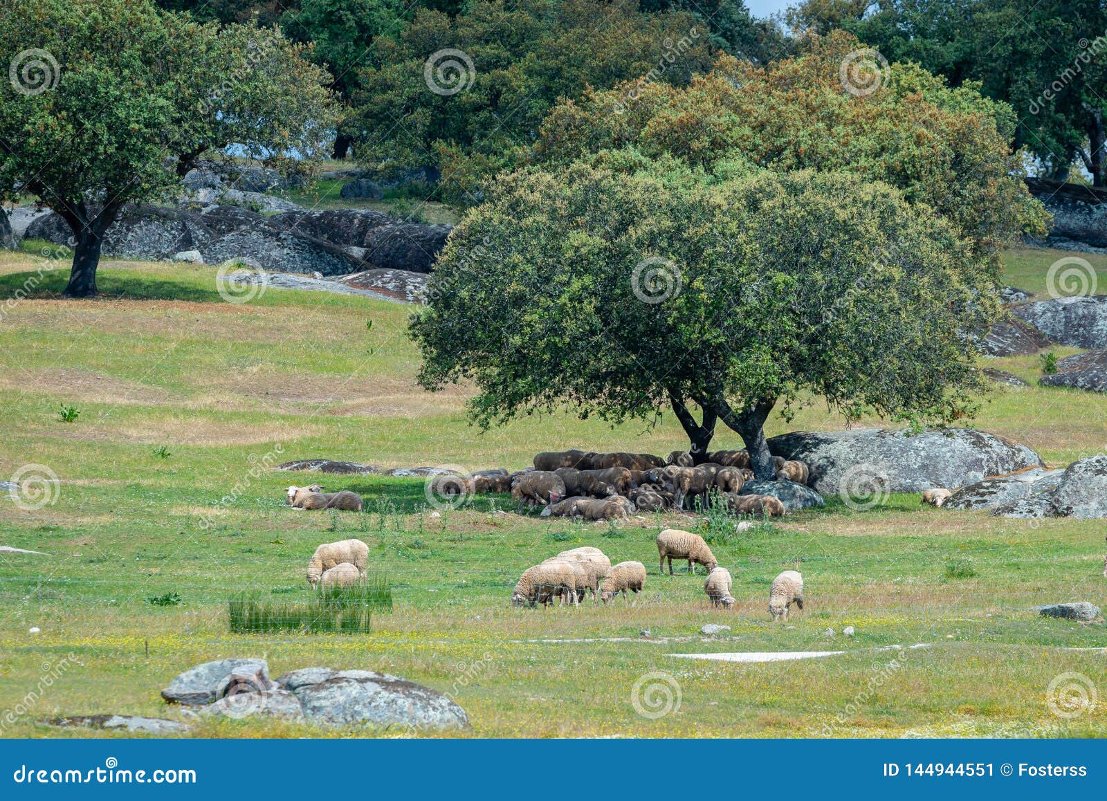 Sheep Resting in the Shade of a Tree Stock Image - Image of country ...