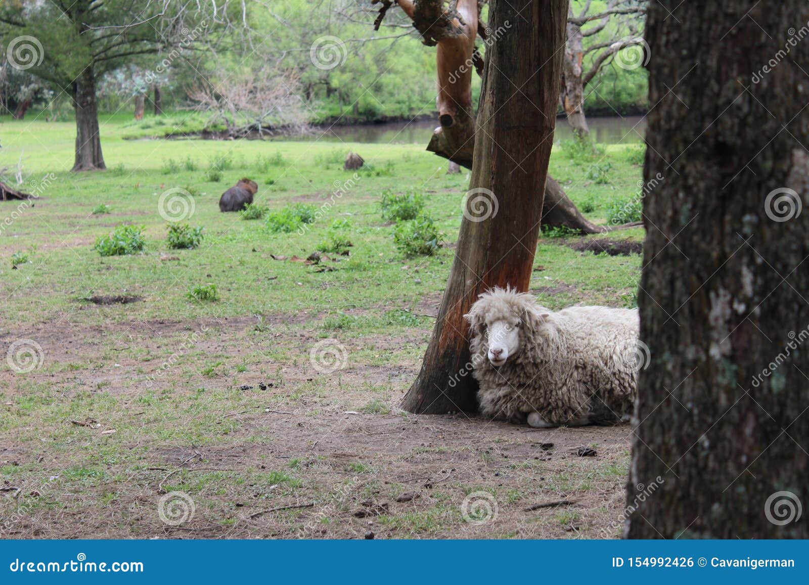 Sheep resting under a tree stock photo. Image of sheep - 154992426