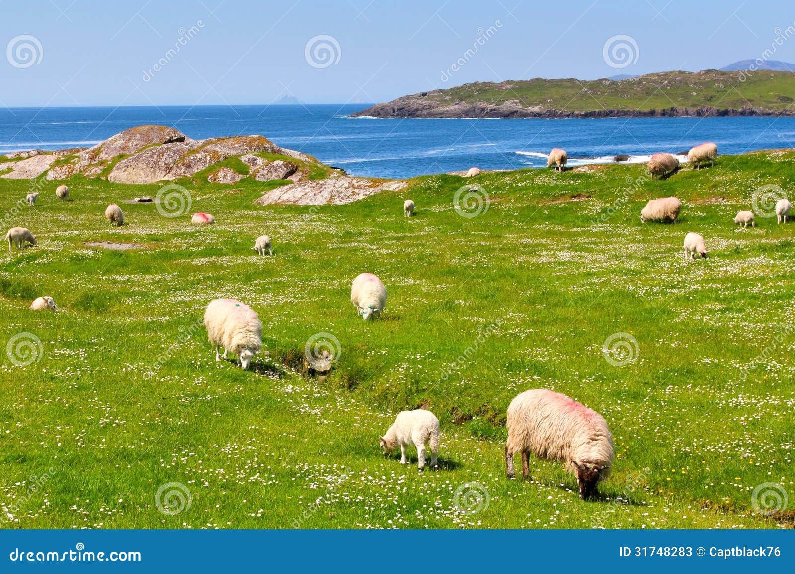 Sheep on Ring of Kerry Grass Fields Stock Image - Image of landmark ...