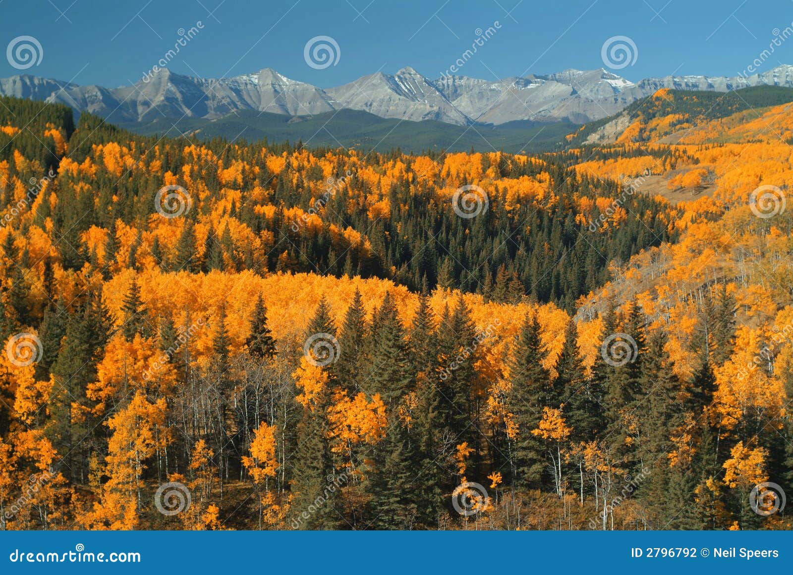 Sheep River Valley, Alberta Stock Photo - Image of autumn, trees: 2796792