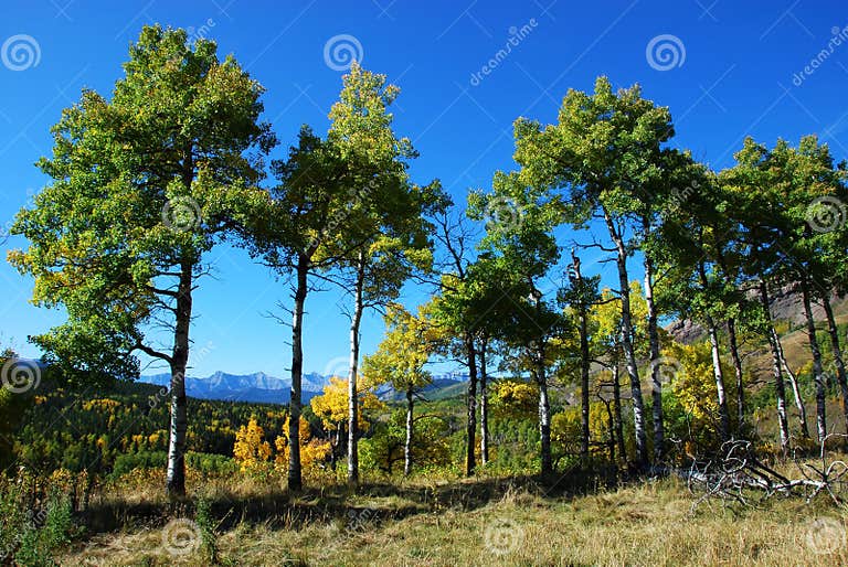 Sheep River Valley in Autumn Stock Photo - Image of meadows, bull: 7330688