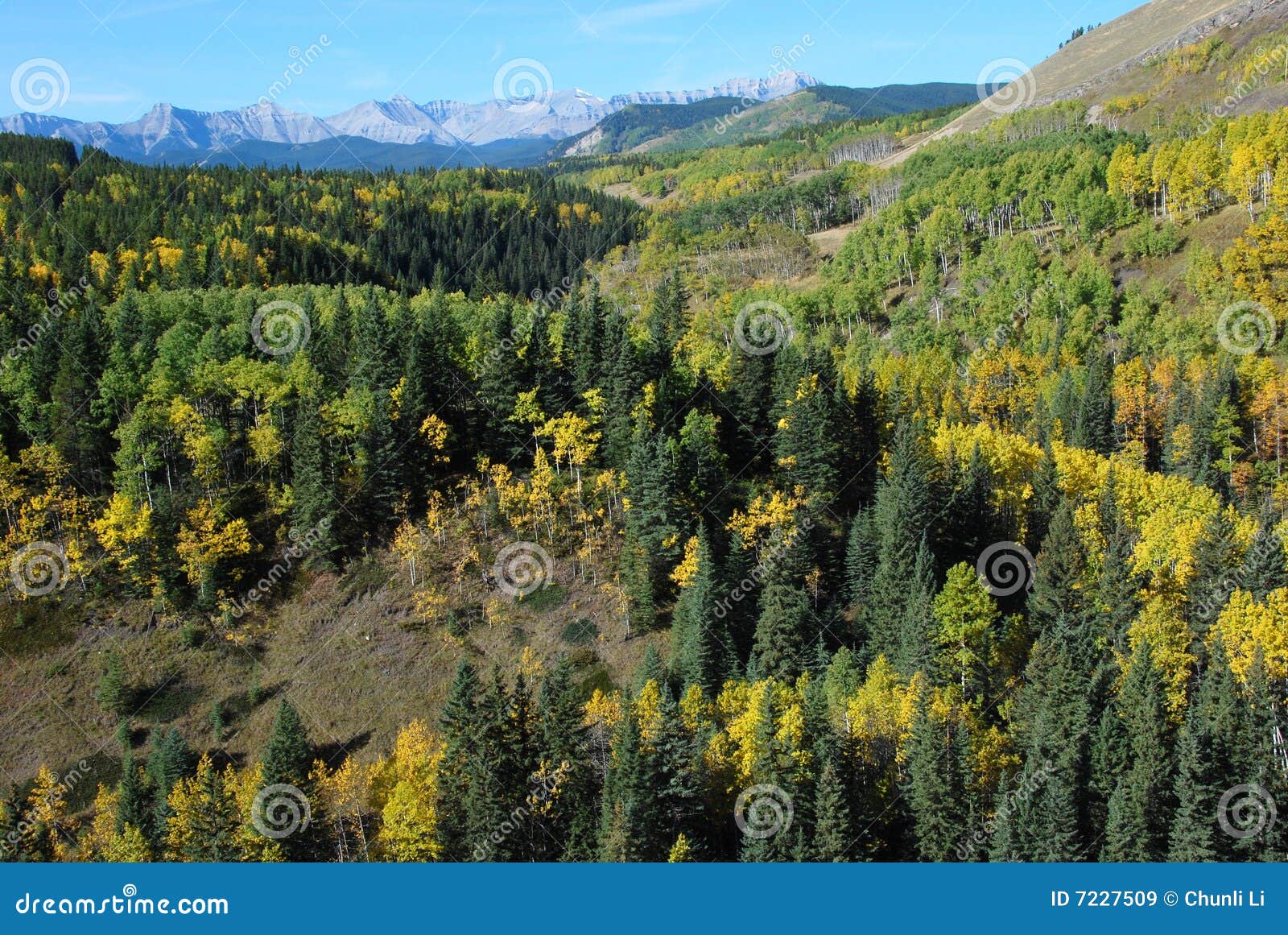 Sheep River Valley in September Stock Image - Image of animal, meadows ...