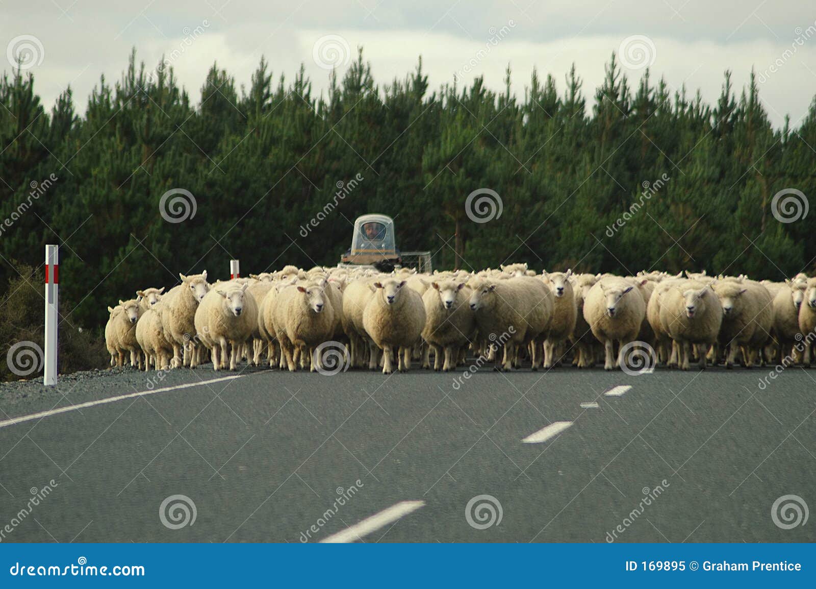 Sheep on the Road stock image. Image of farm, driving, zealand - 169895