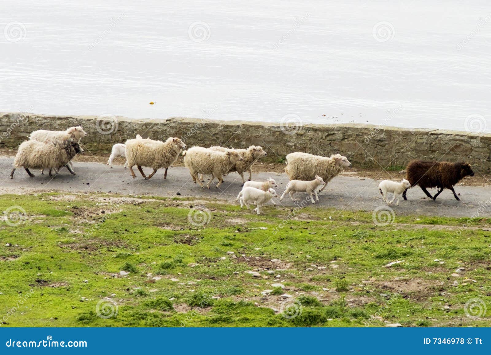 Sheep on the road stock photo. Image of natural, nature - 7346978