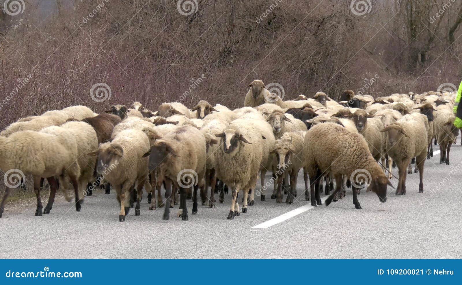 Sheep on a road stock image. Image of sheep, road, country - 109200021