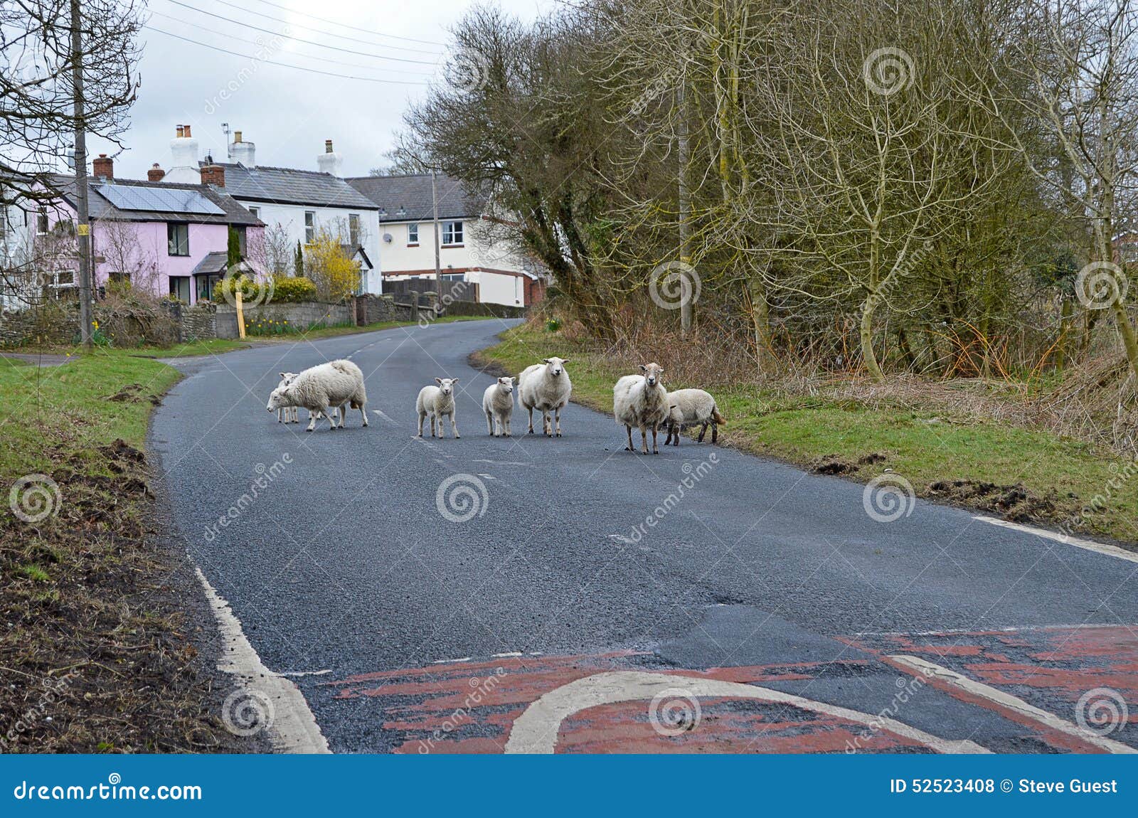 Sheep on the Road stock photo. Image of road, strolling - 52523408