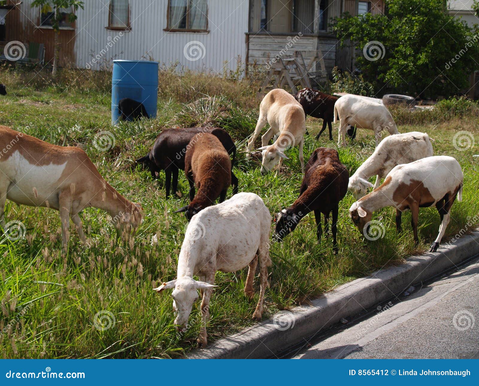 Sheep Roaming the Neighborhood in Antigua Stock Photo - Image of island ...