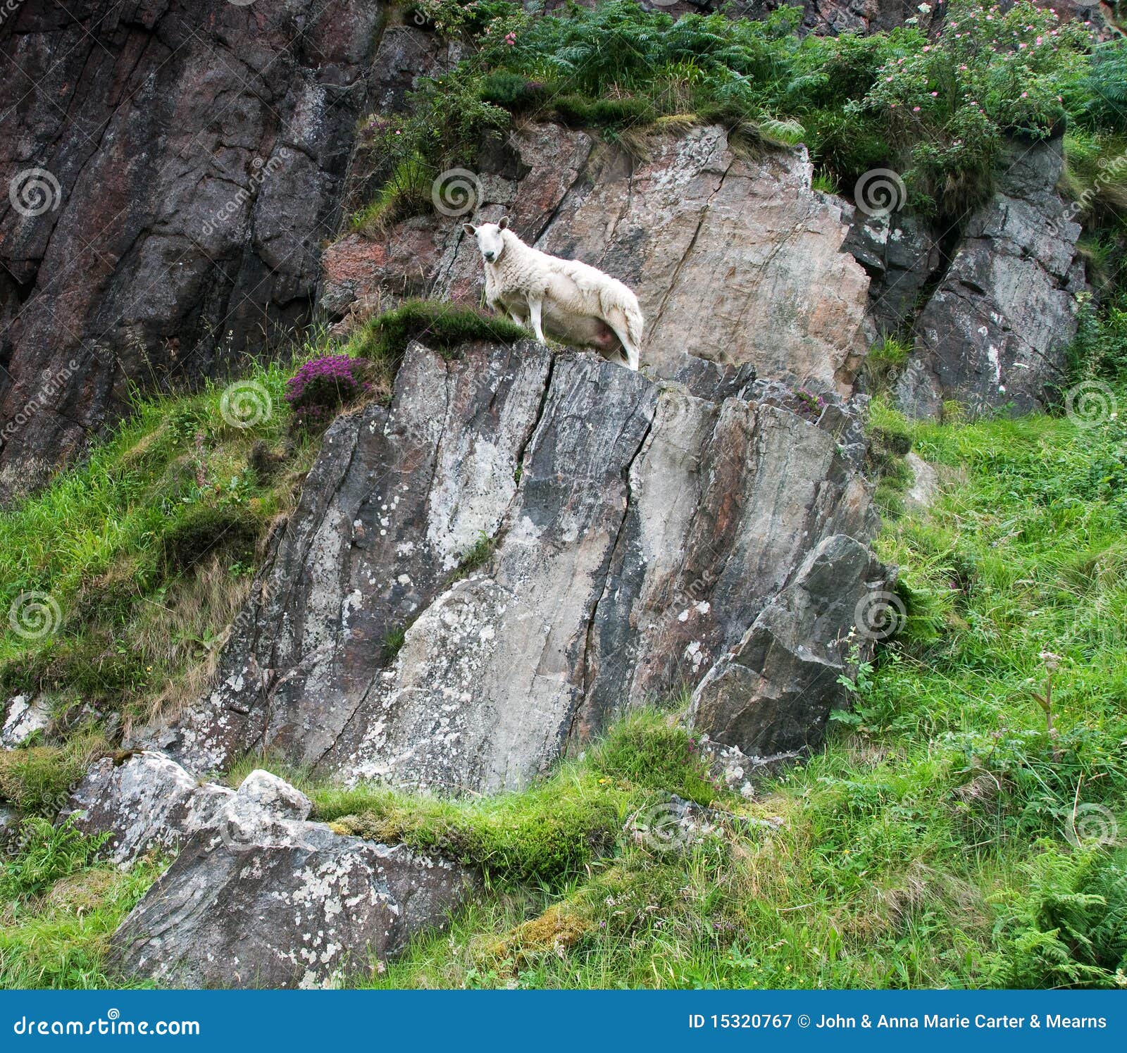 Sheep on a Rock,Caithness,Scotland,UK Stock Image - Image of green ...