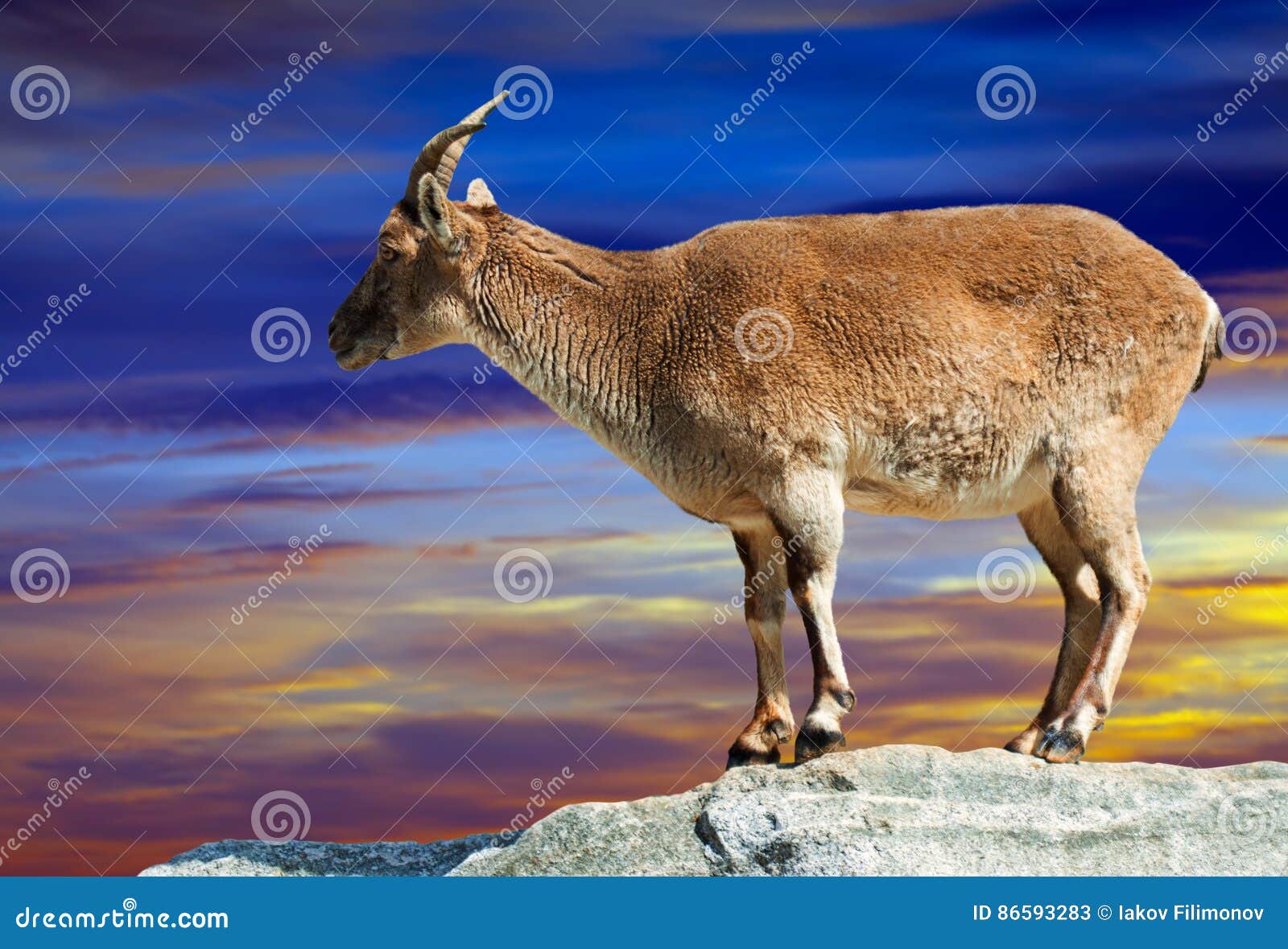Sheep on rock in dawn stock image. Image of muflon, arruis - 86593283