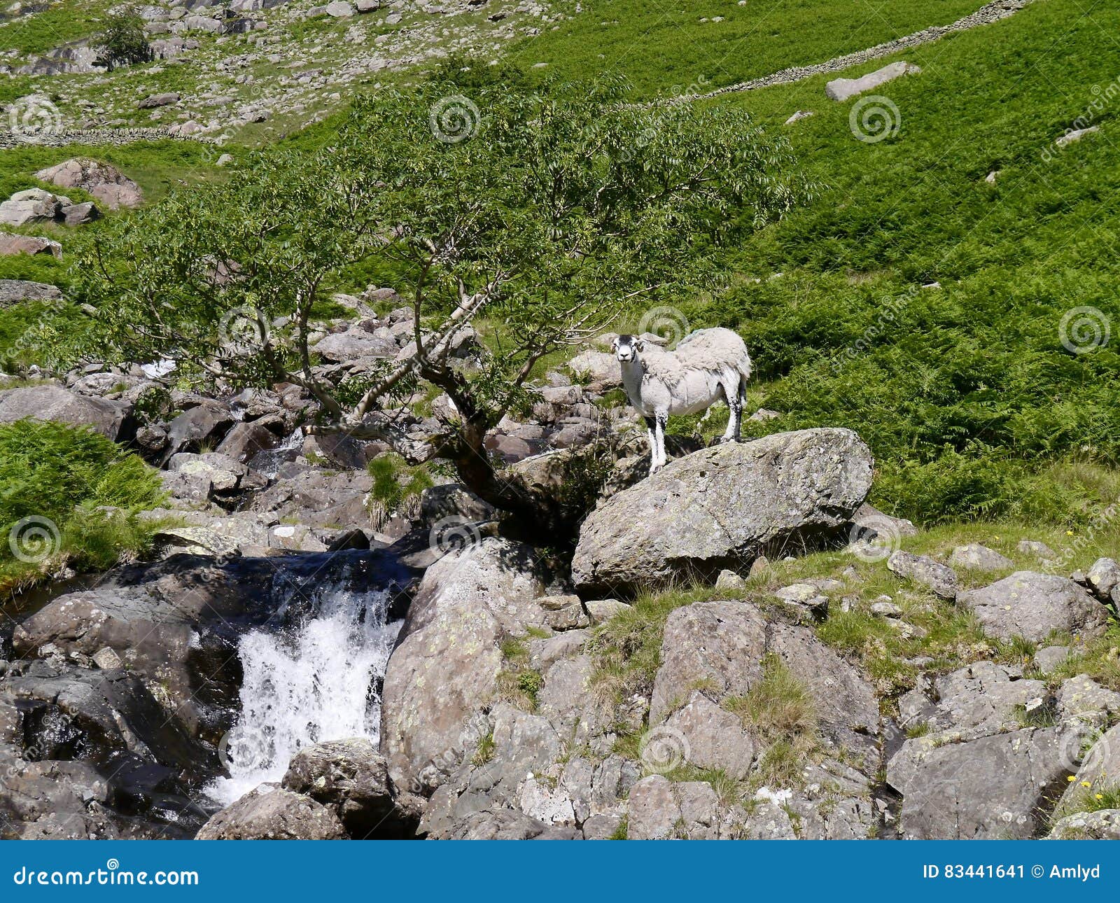 Sheep on Rock by Tiny Waterfall Stock Image - Image of ragged, rock ...