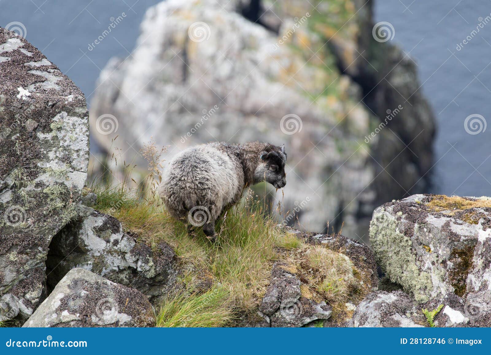 Sheep on the Rocks in Norway Stock Photo - Image of mountain ...