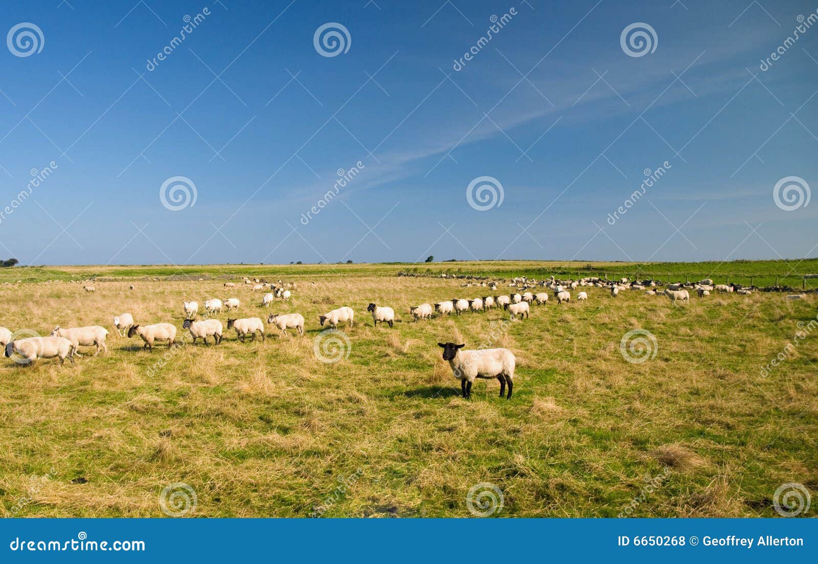 Sheep in a row stock photo. Image of europe, northumberland - 6650268