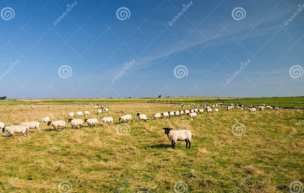 Sheep in a row stock photo. Image of europe, northumberland - 6650268