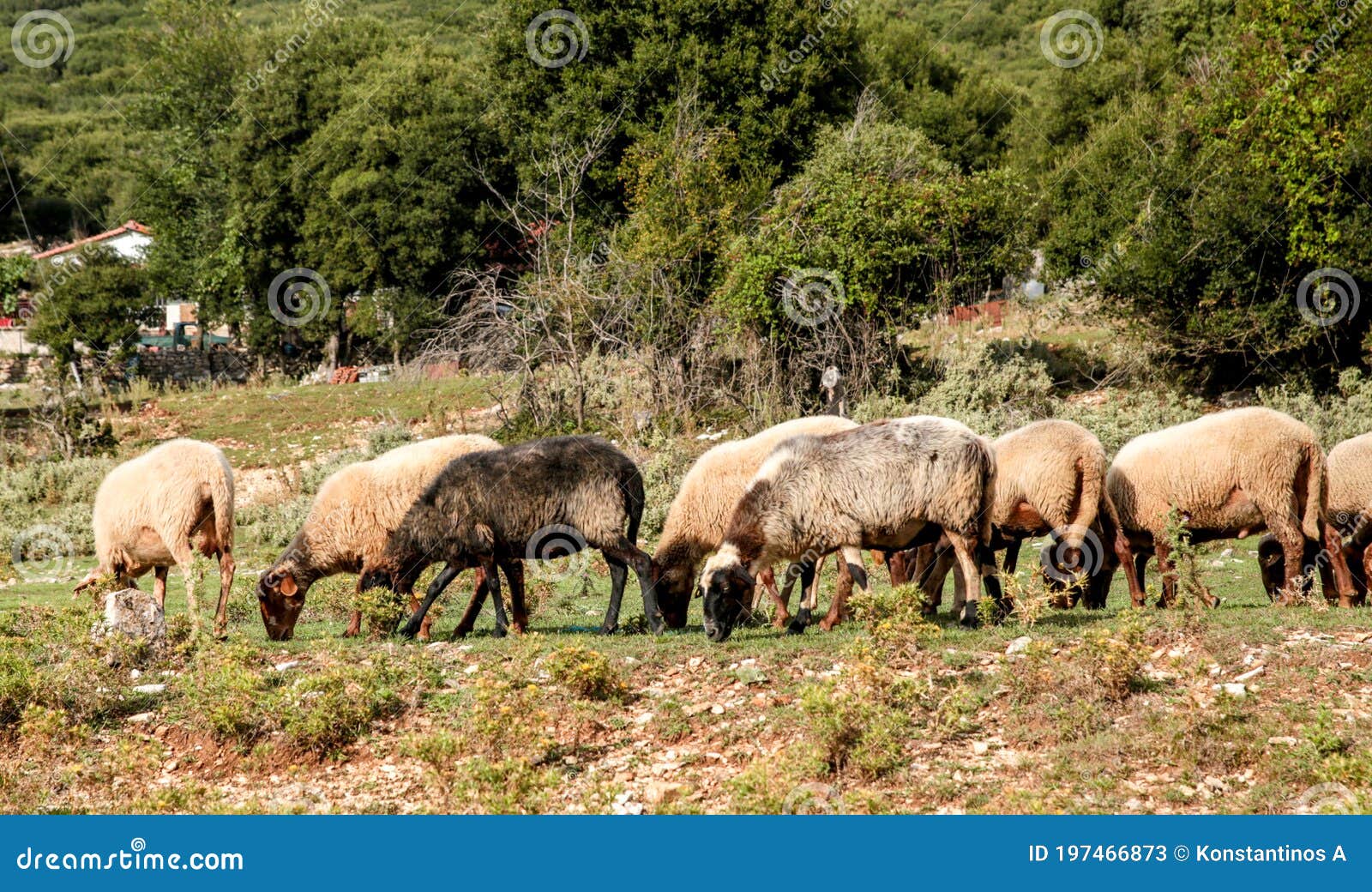 Sheep in a Row Graze on the Grass Stock Image - Image of herd, sheep ...