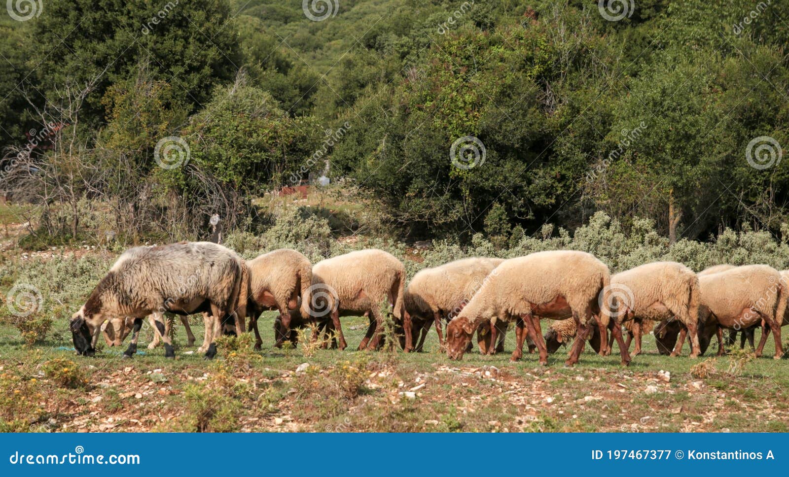 Sheep in a Row Graze on the Grass Stock Image - Image of green, outdoor ...