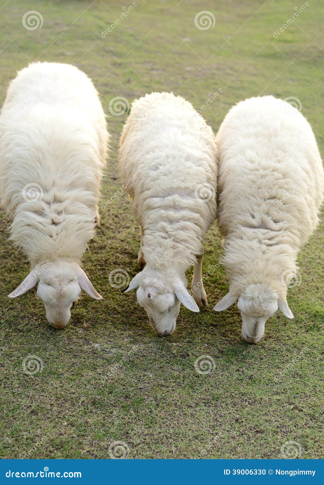 Sheep in row stock photo. Image of wool, order, feeding - 39006330