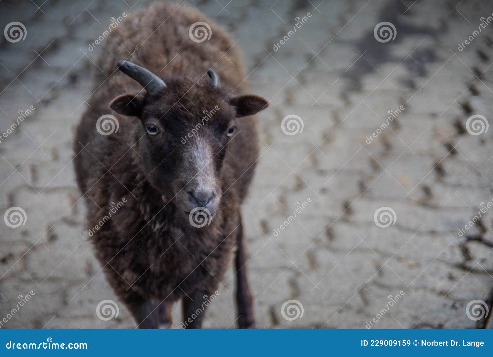 Sheep run around stock image. Image of sheep, wearer - 229009159