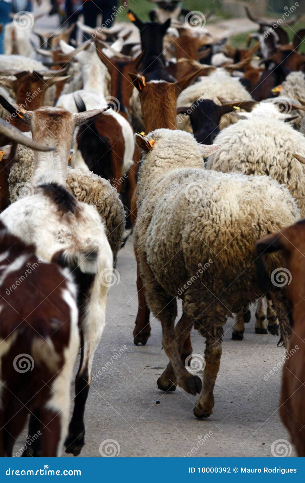 Sheep running stock photo. Image of mammal, herd, outdoors - 10000392