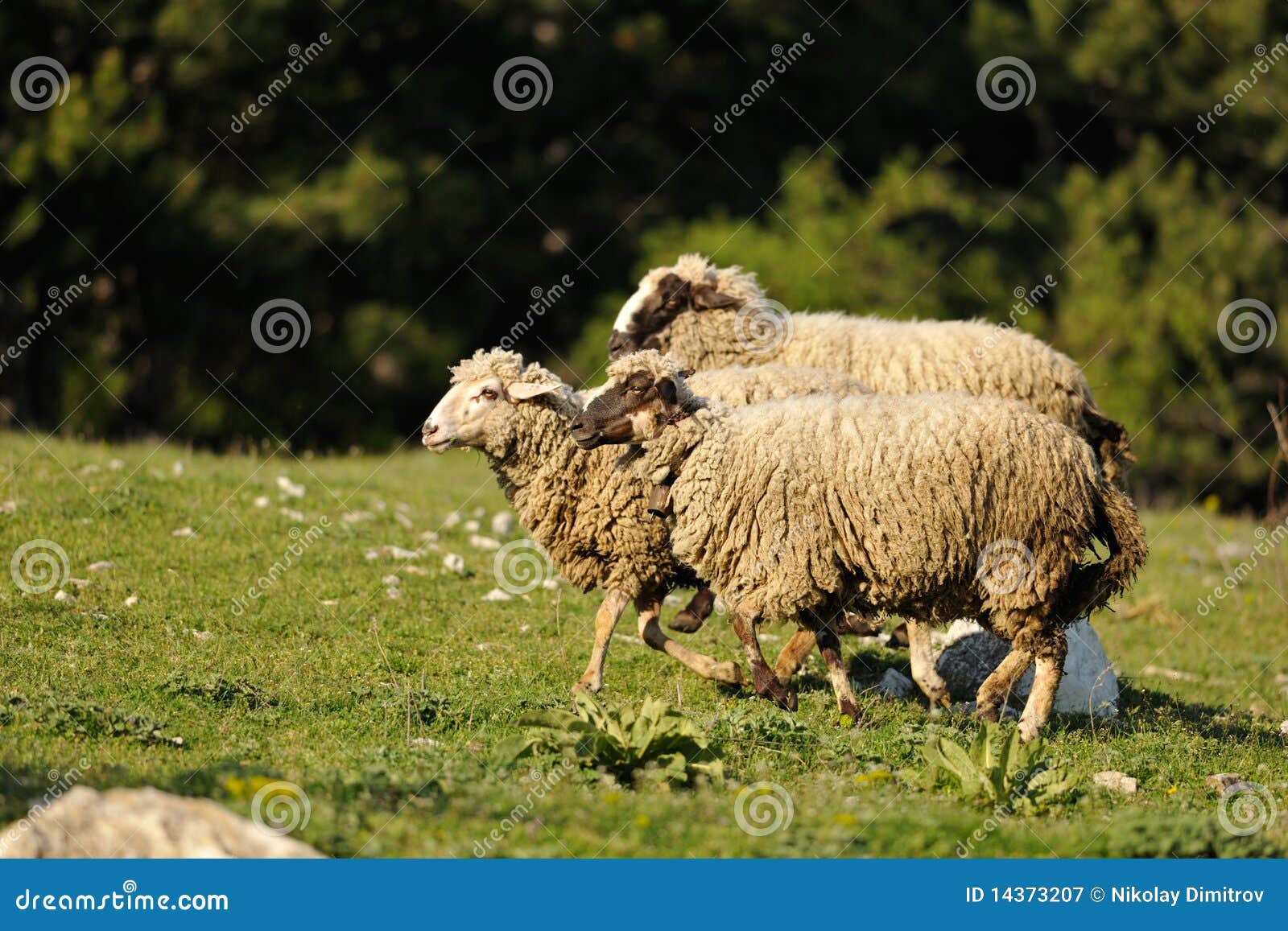 Sheep running stock image. Image of group, fleece, animal - 14373207