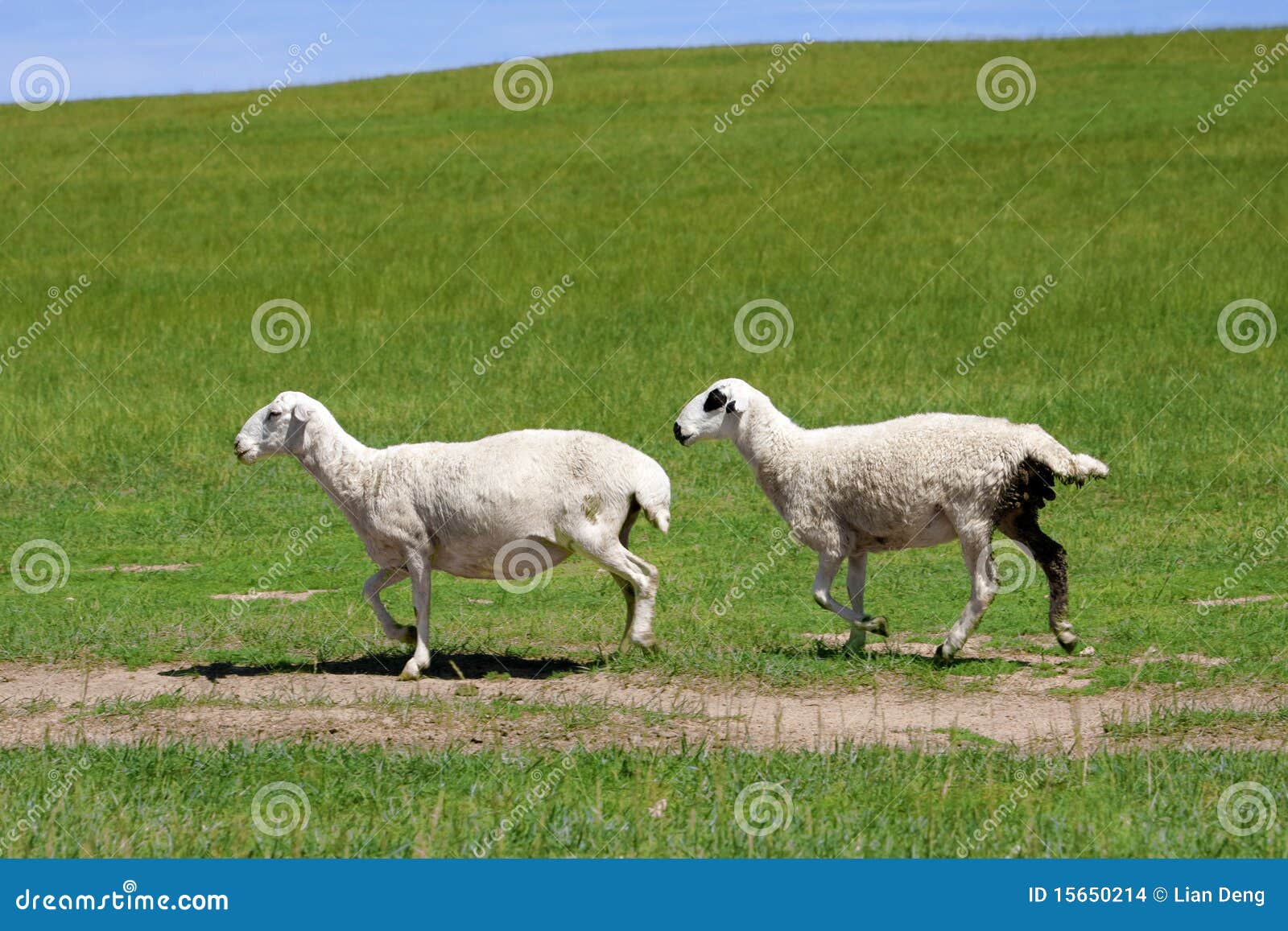 Sheep running stock photo. Image of eastern, countryside - 15650214